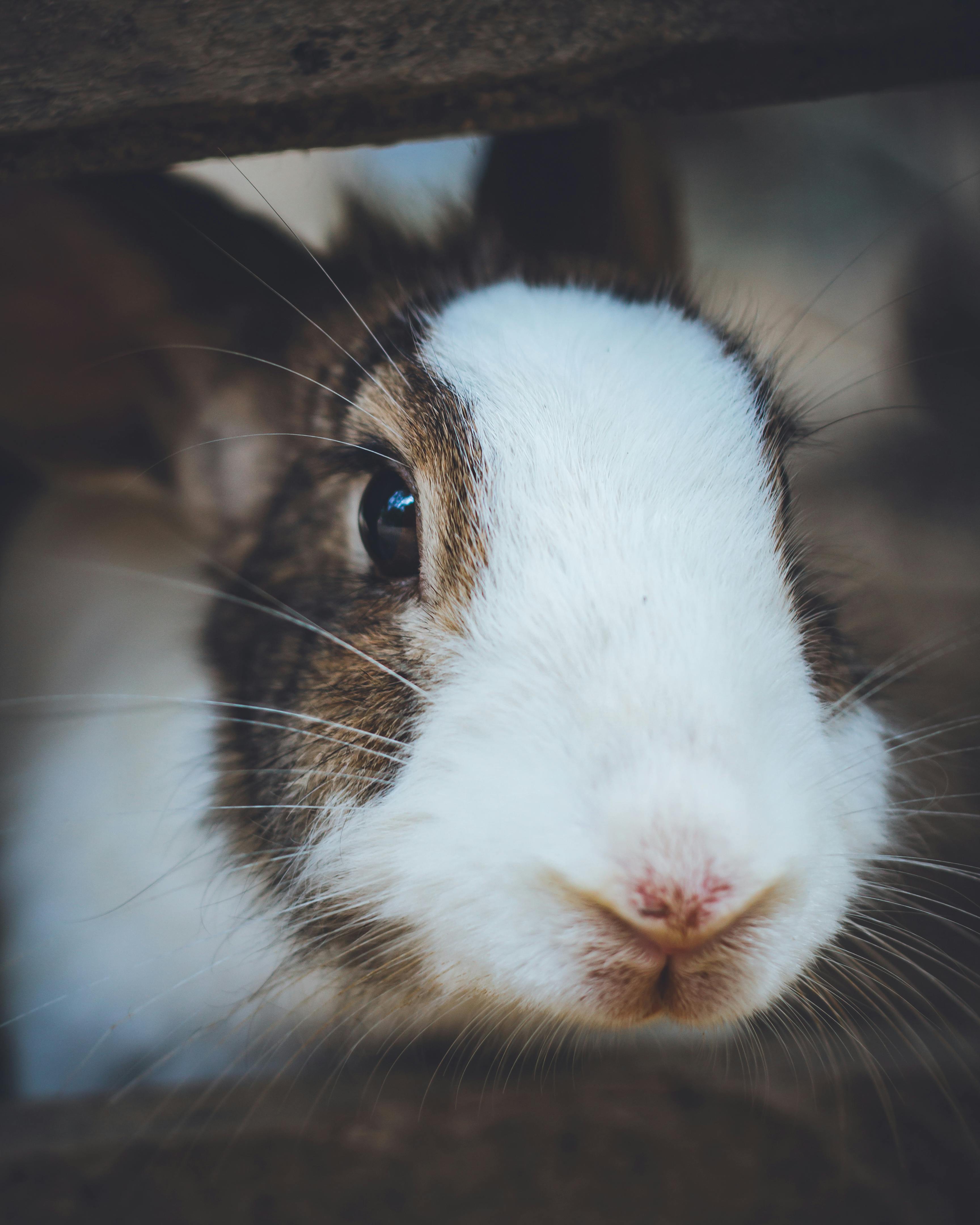 A Close Up of a Rabbit · Free Stock Photo
