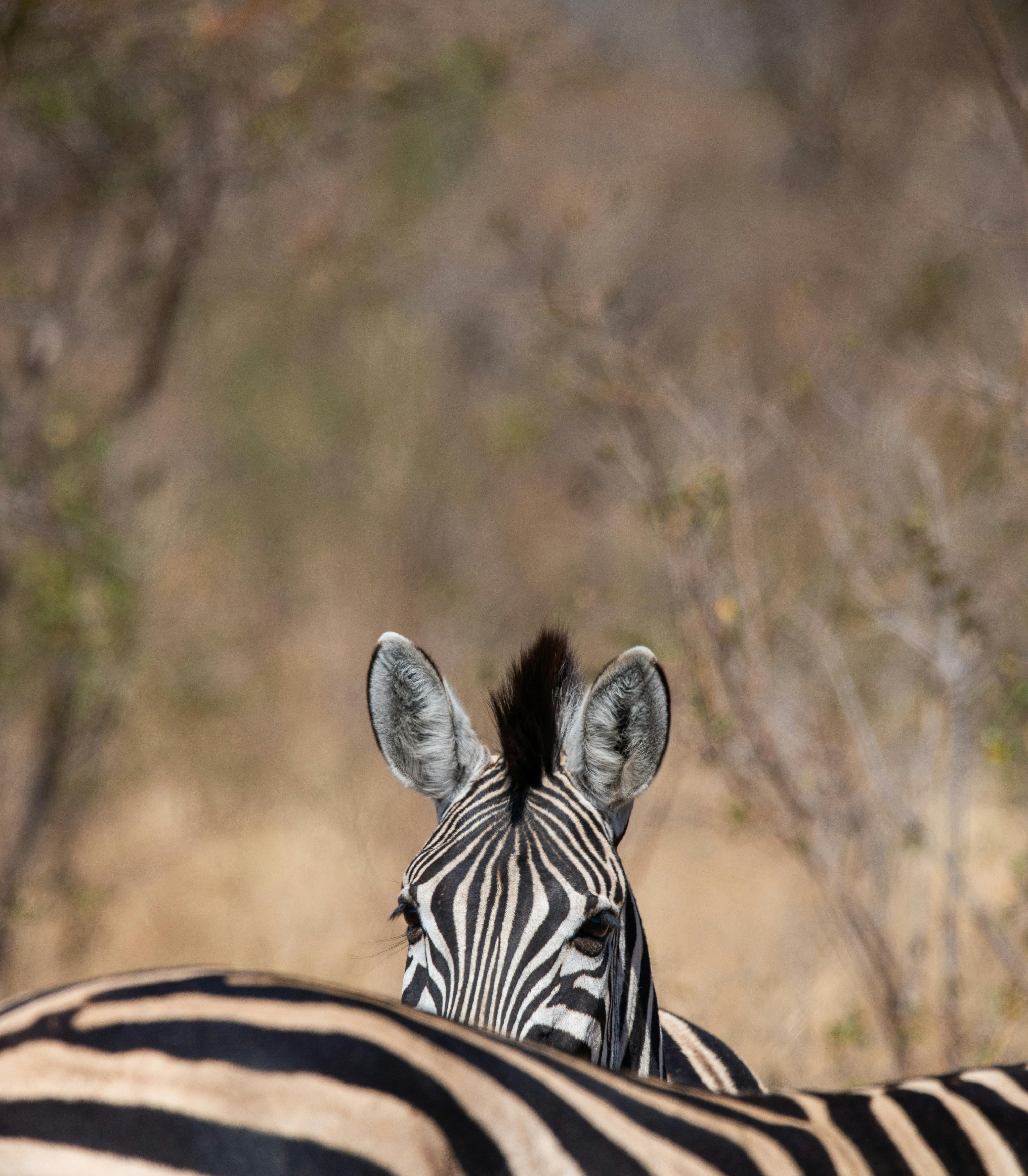 A Peeking Zebra in the Wild · Free Stock Photo