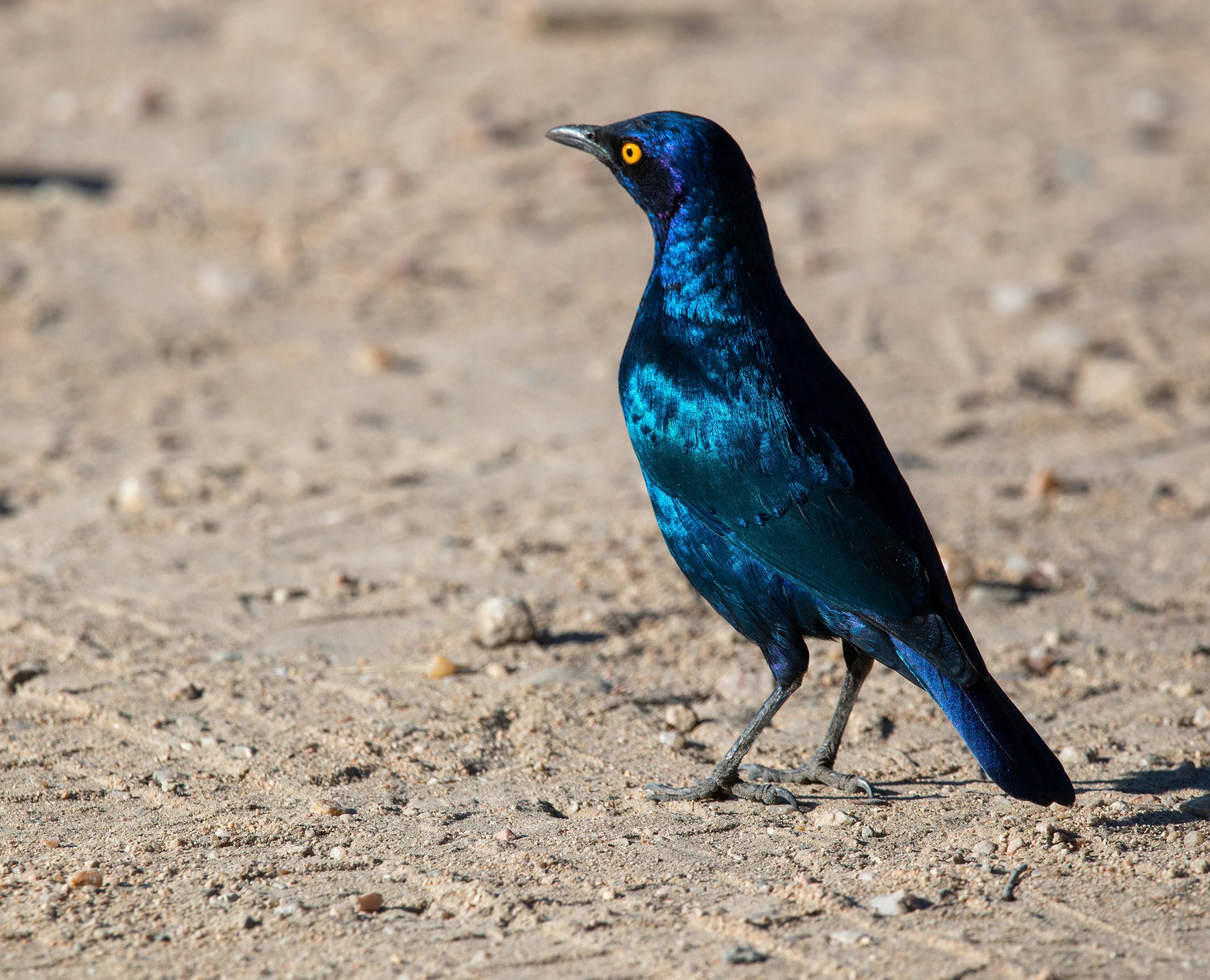 A Cape Starling on the Ground · Free Stock Photo