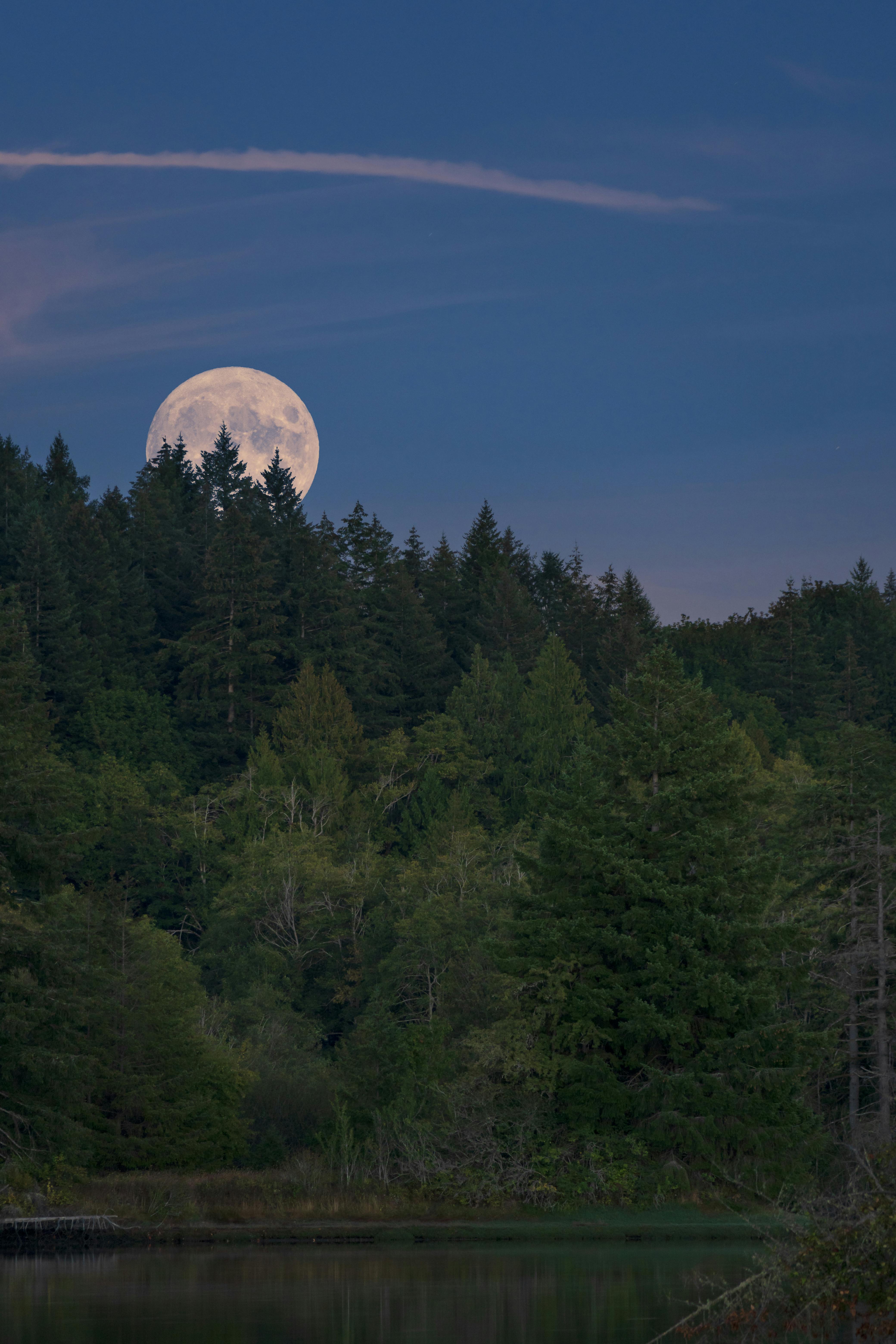 The Moon Over the Woods · Free Stock Photo