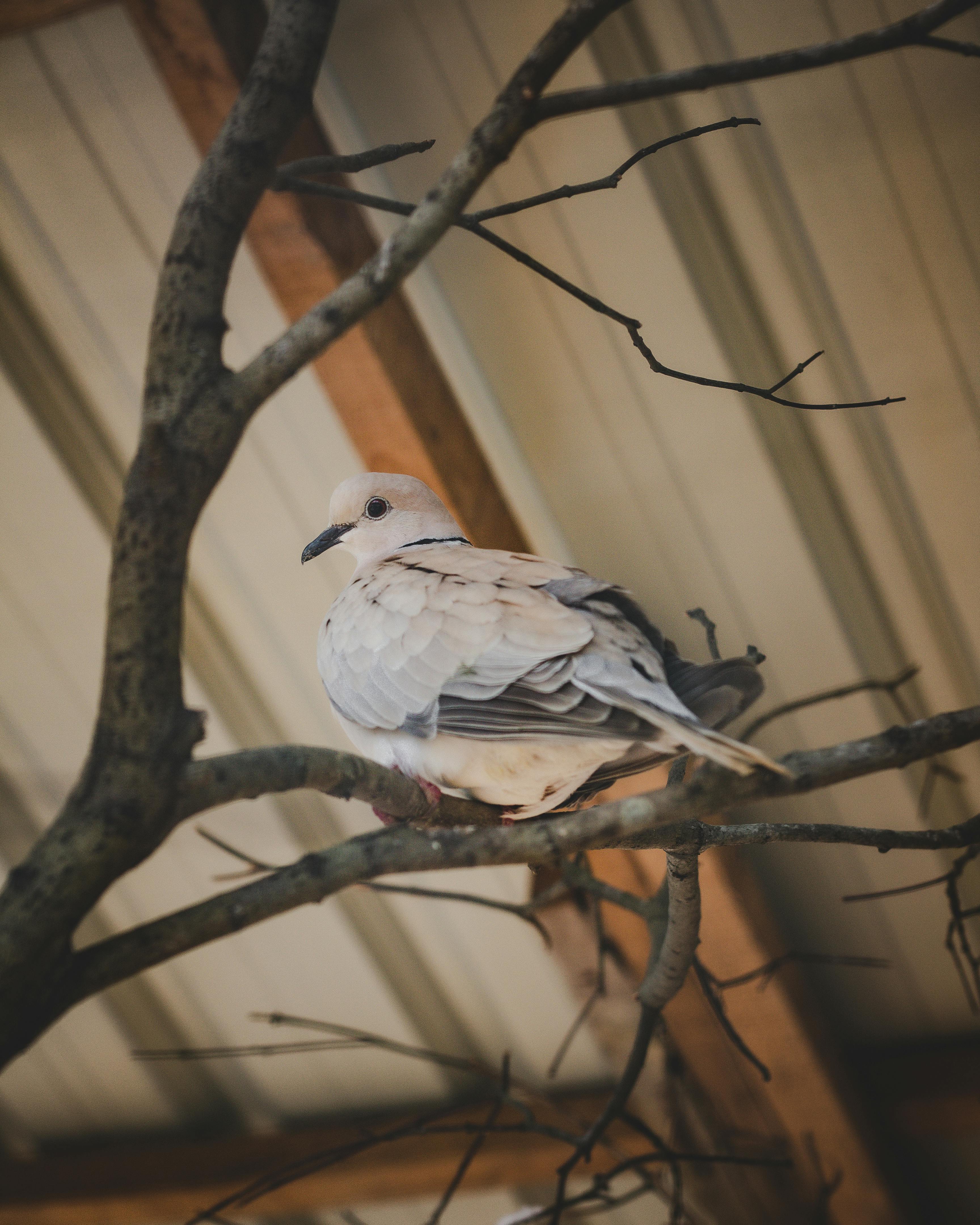 Dove Side View Photos, Download Free Dove Side View Stock Photos & HD ...