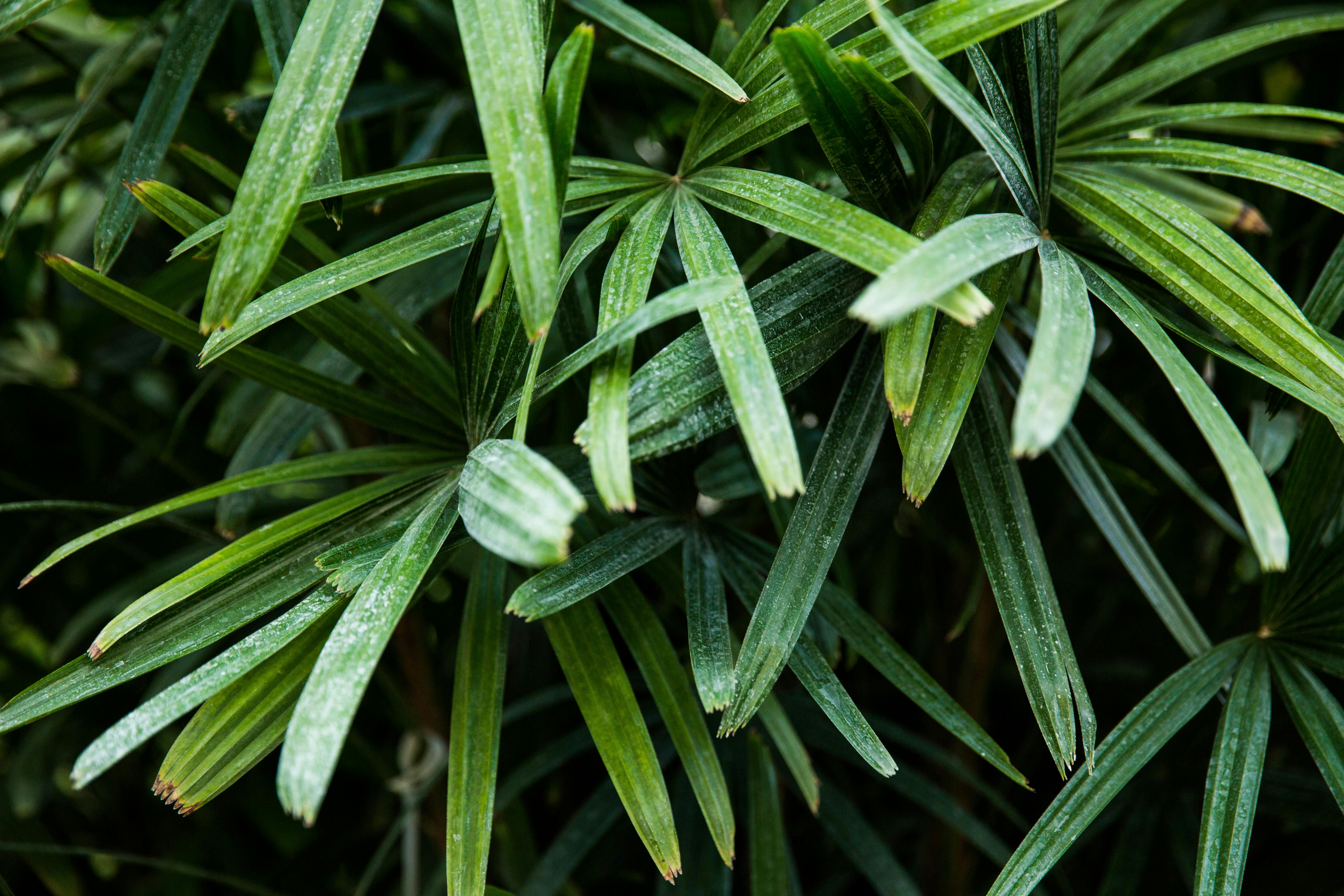 Close-Up Photo of Plants · Free Stock Photo