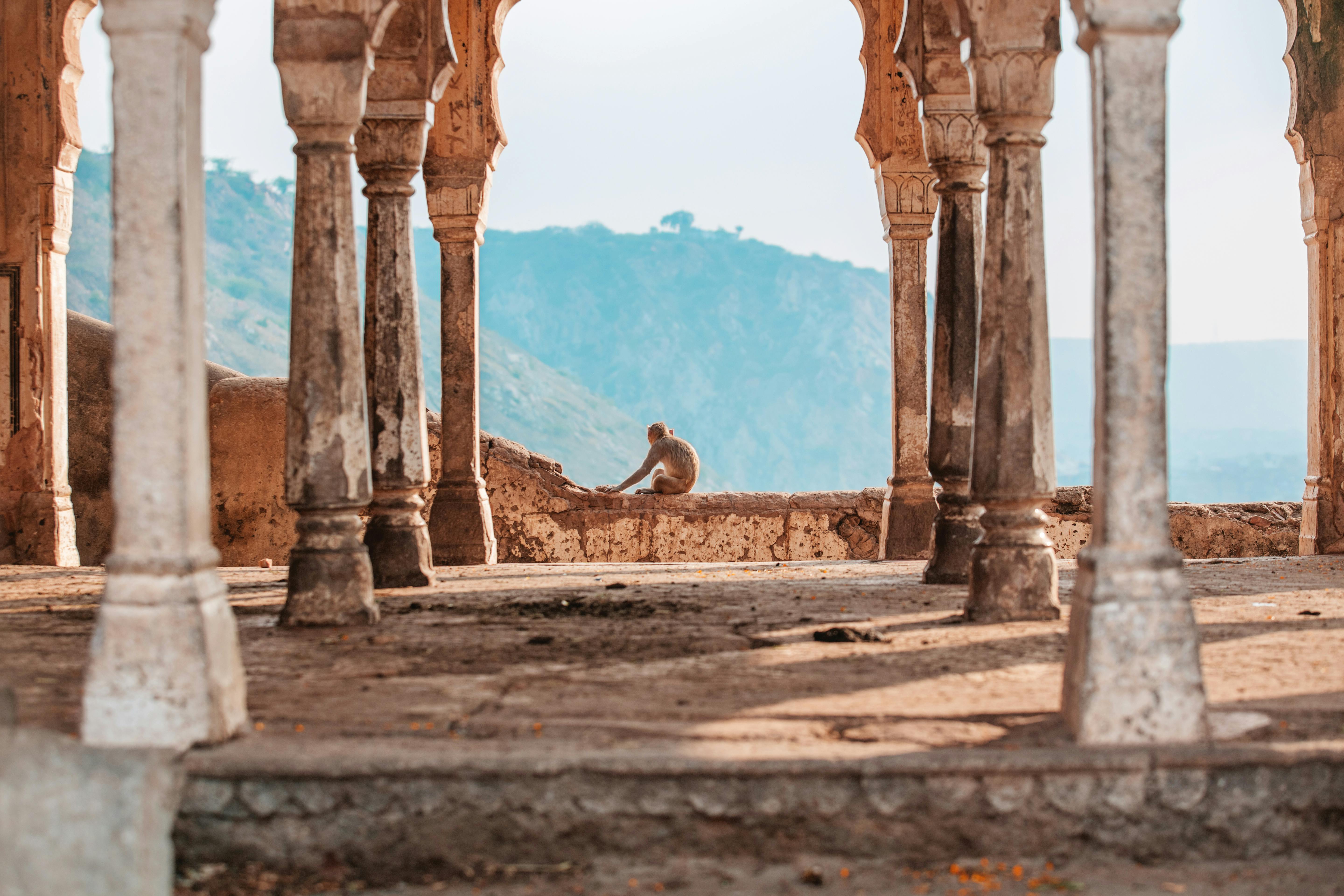 Ancient temple columns and monkey · Free Stock Photo