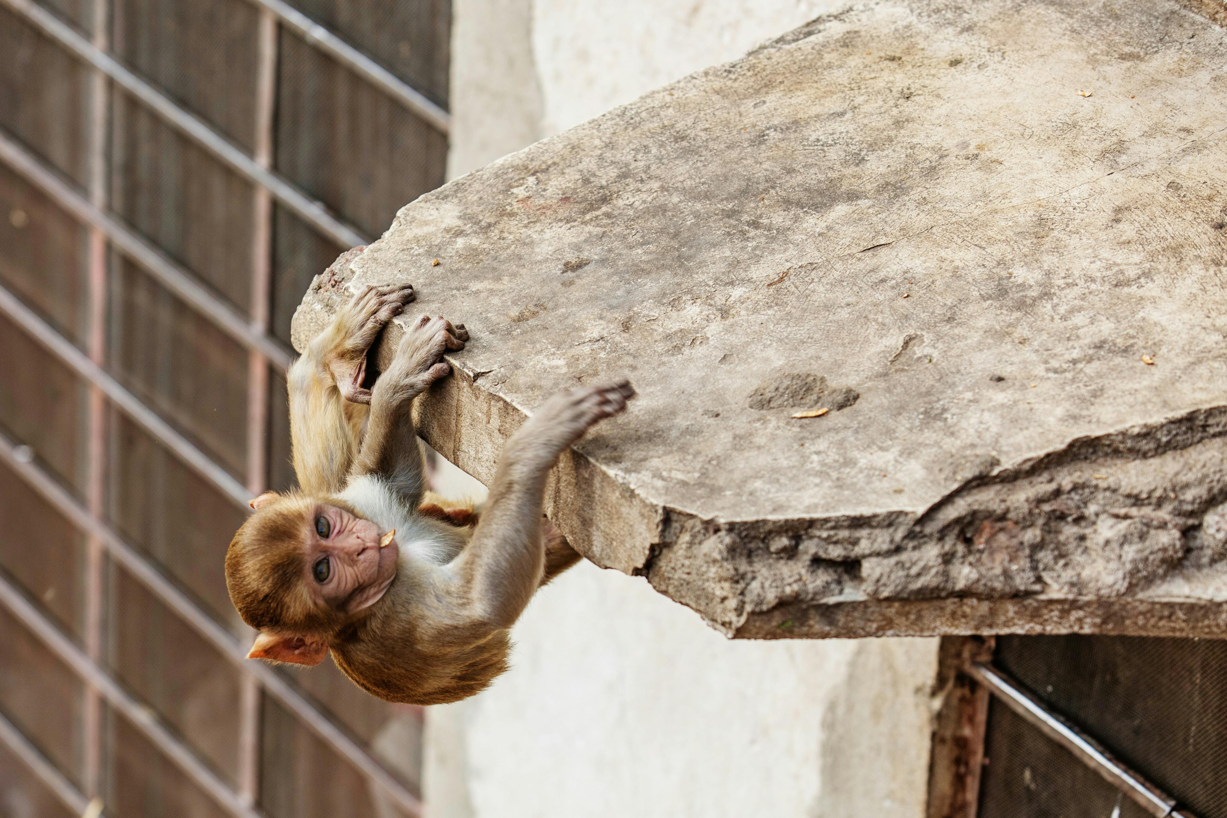 Small monkey hanging on concrete slab · Free Stock Photo