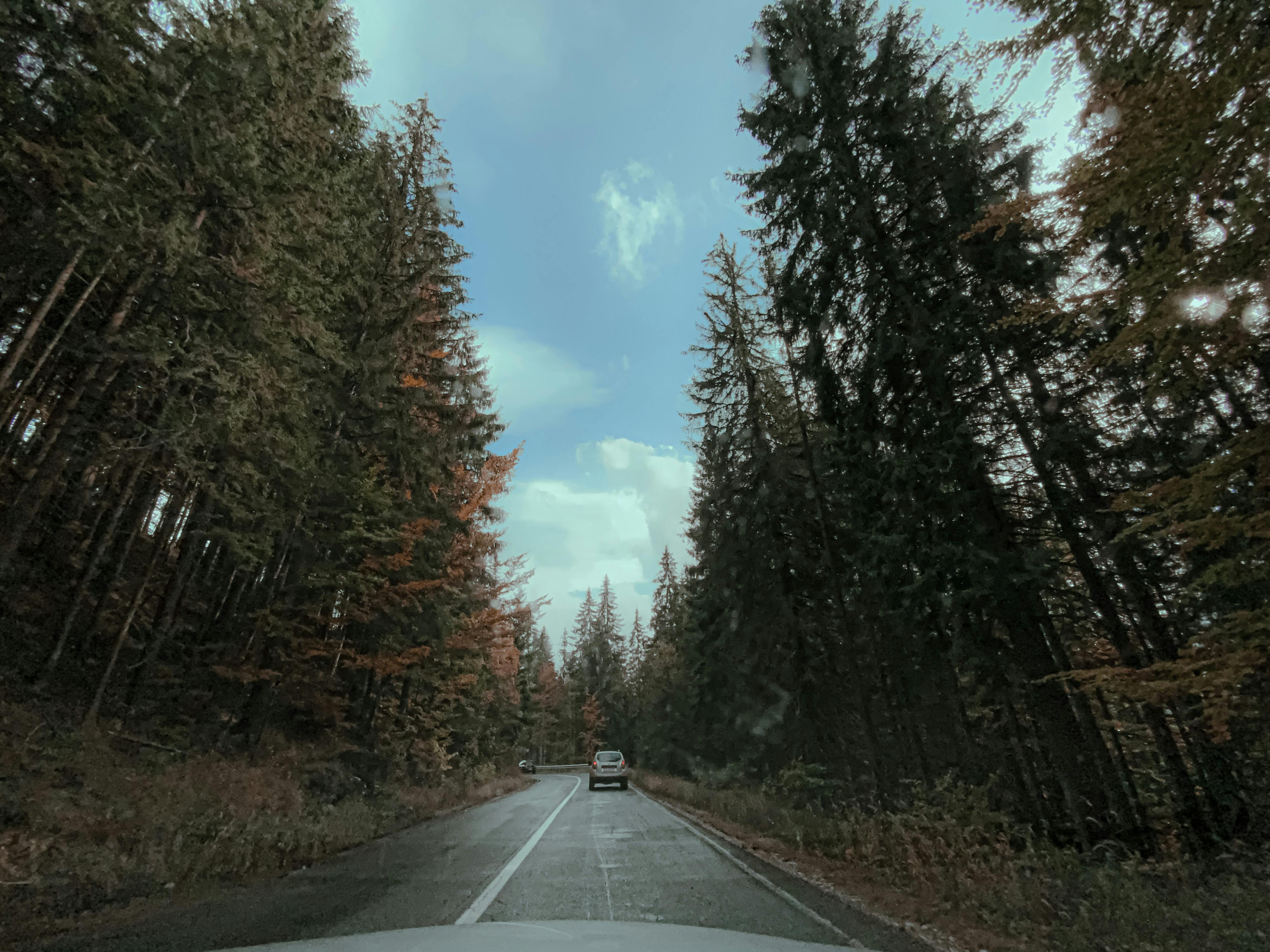 Car driving on coniferous forest road · Free Stock Photo