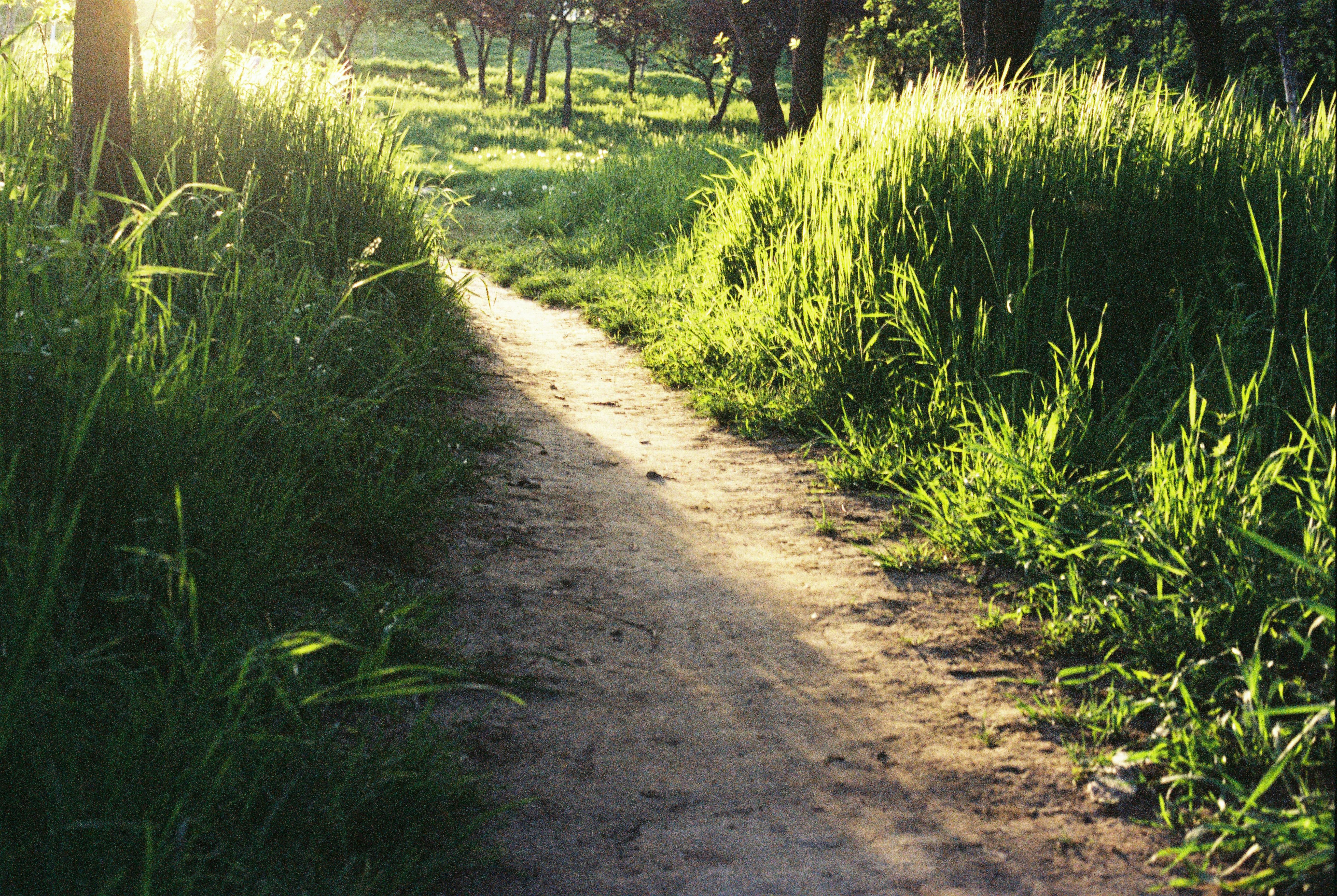 Dirt Path and Green Grass · Free Stock Photo