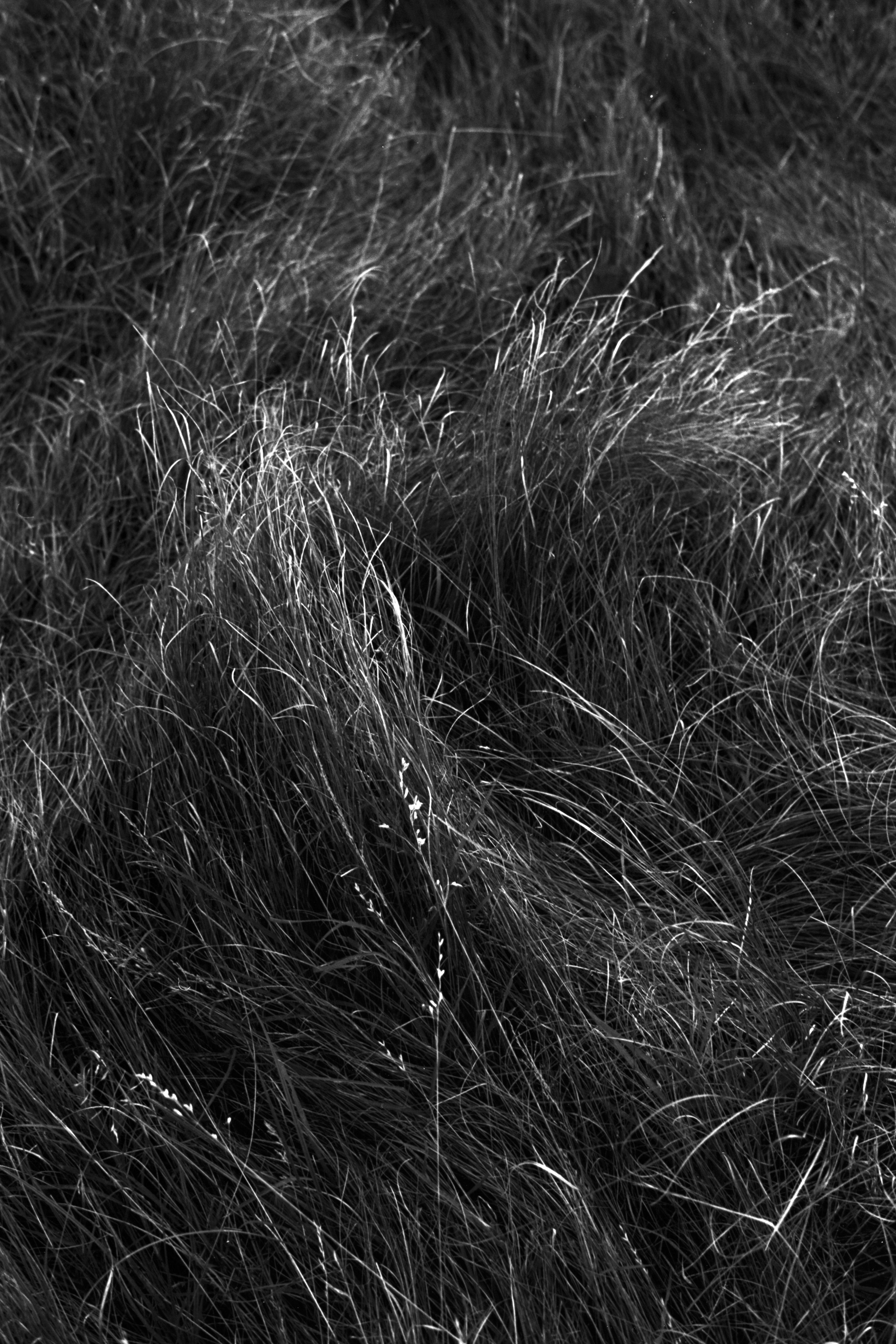 Grayscale Photo of Grass Field · Free Stock Photo
