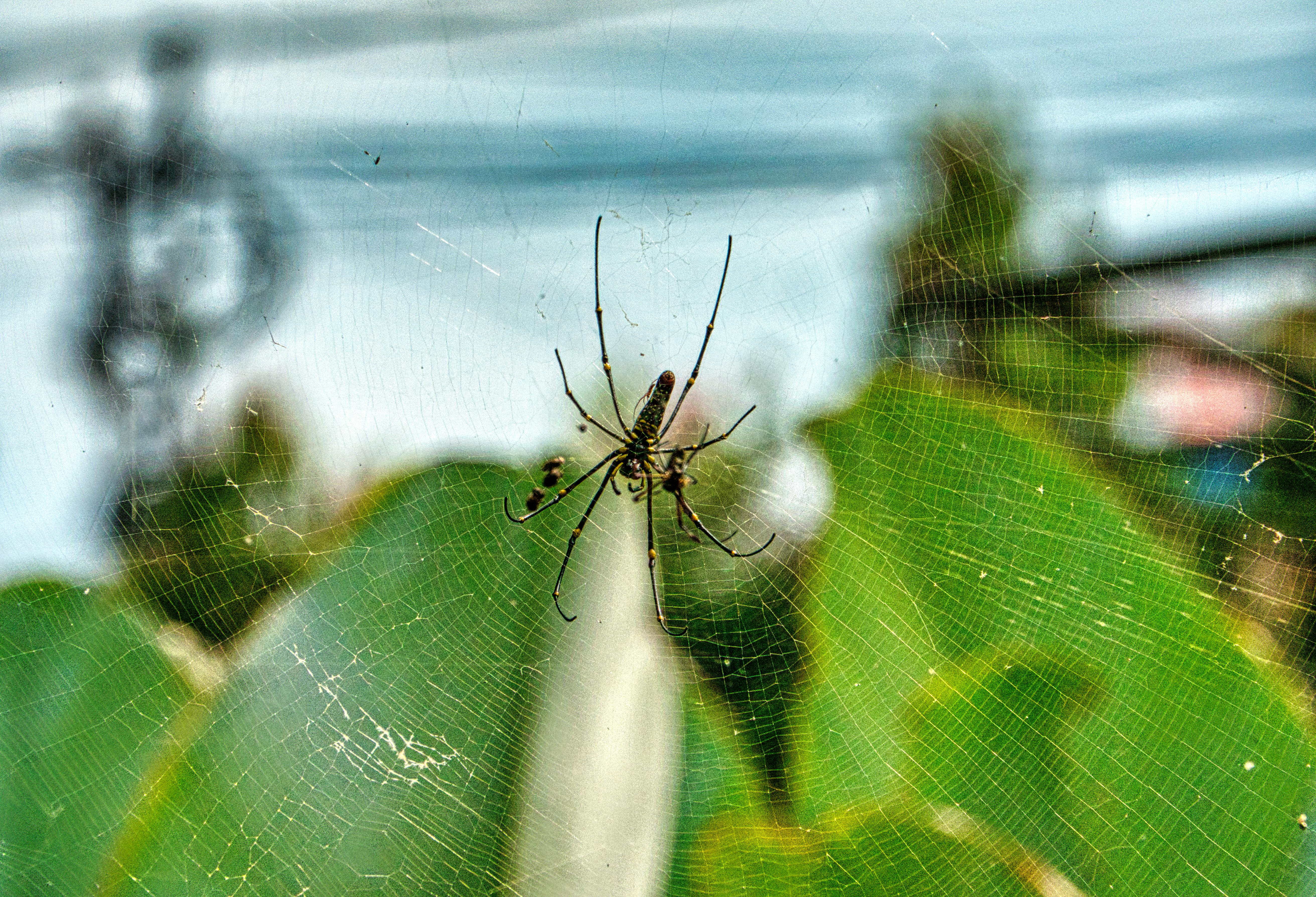 Giant Cobweb Photos, Download The BEST Free Giant Cobweb Stock Photos ...