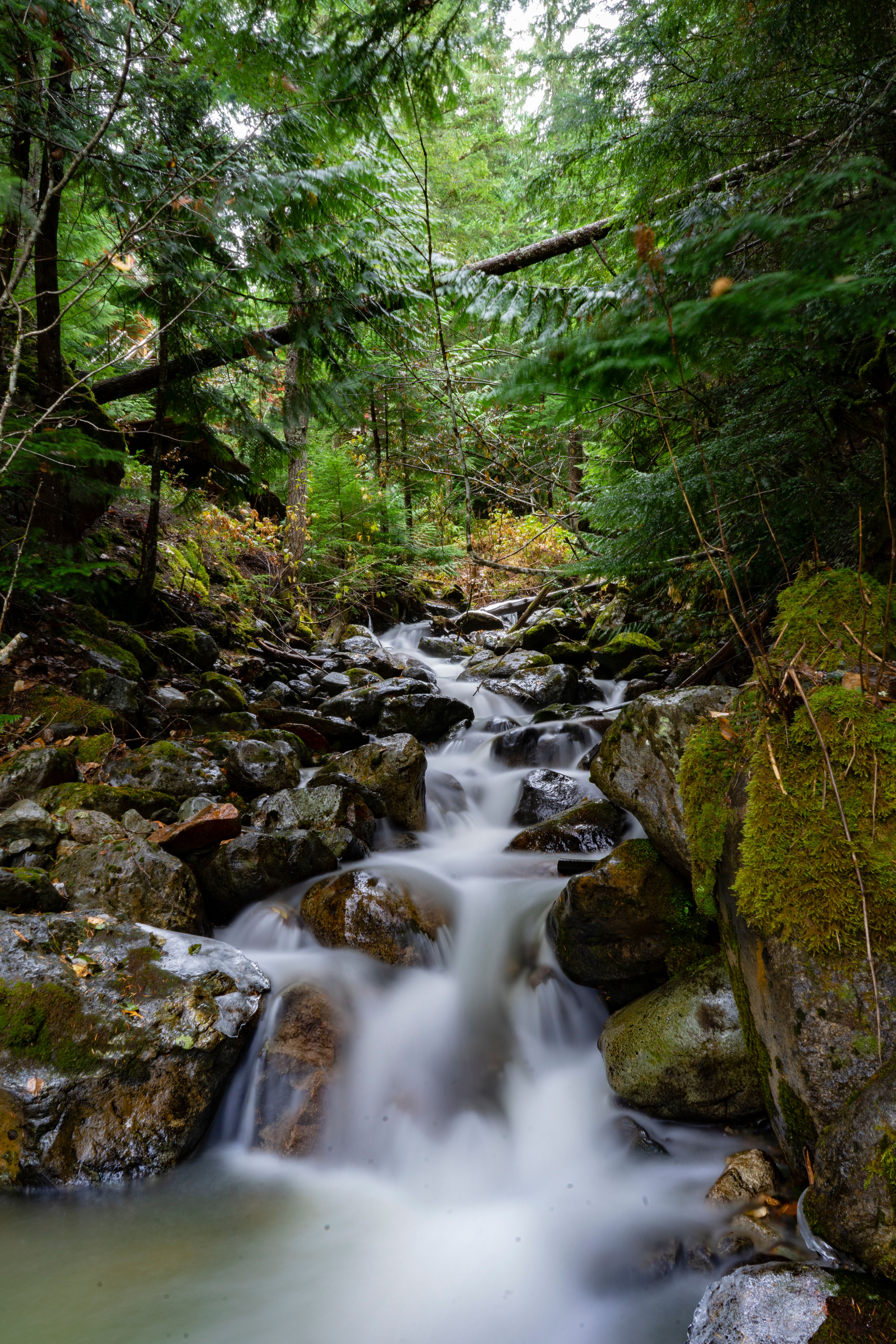 Running Water in the Forest · Free Stock Photo