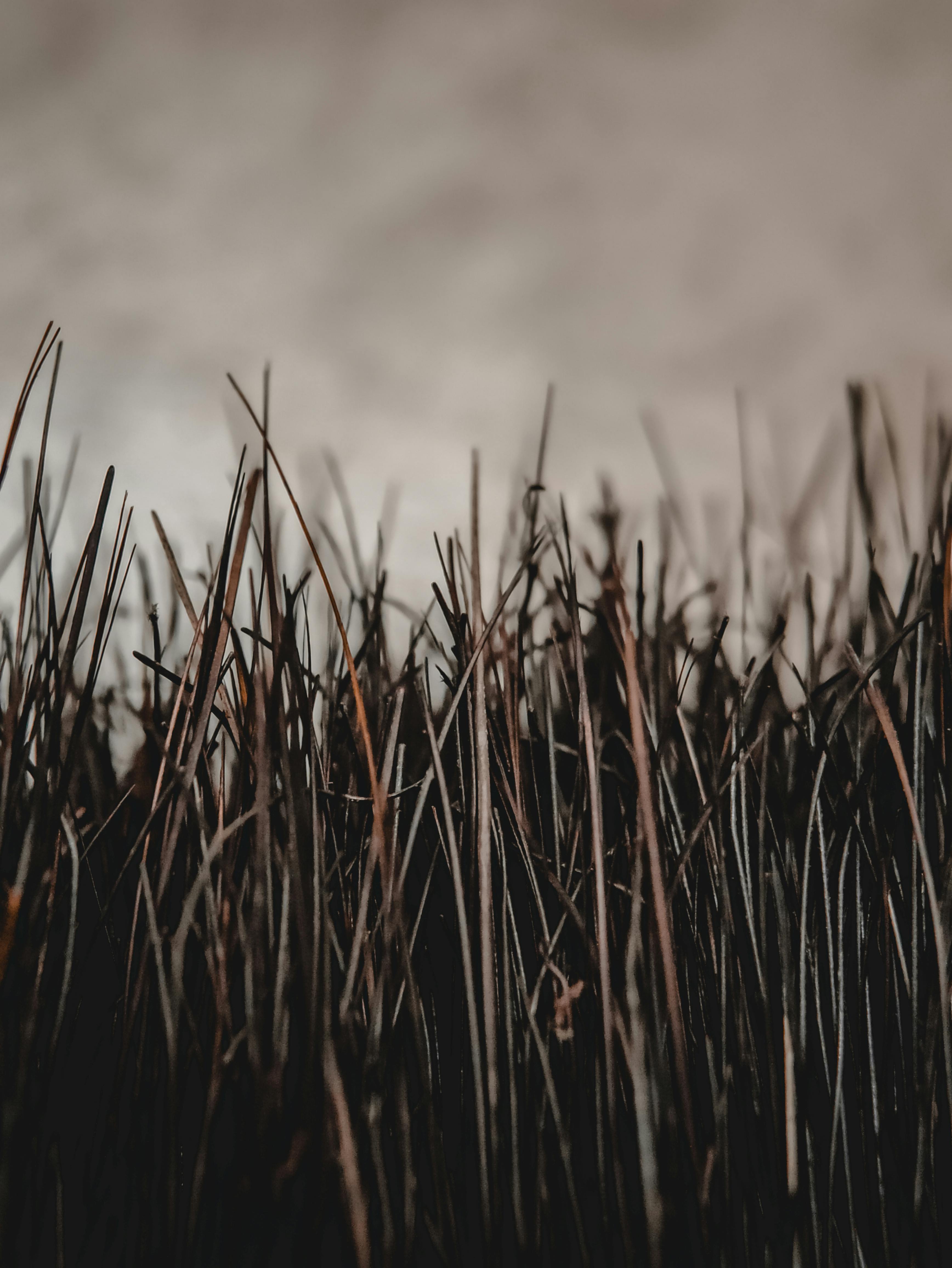 Long grass growing in grassland in gloomy day · Free Stock Photo