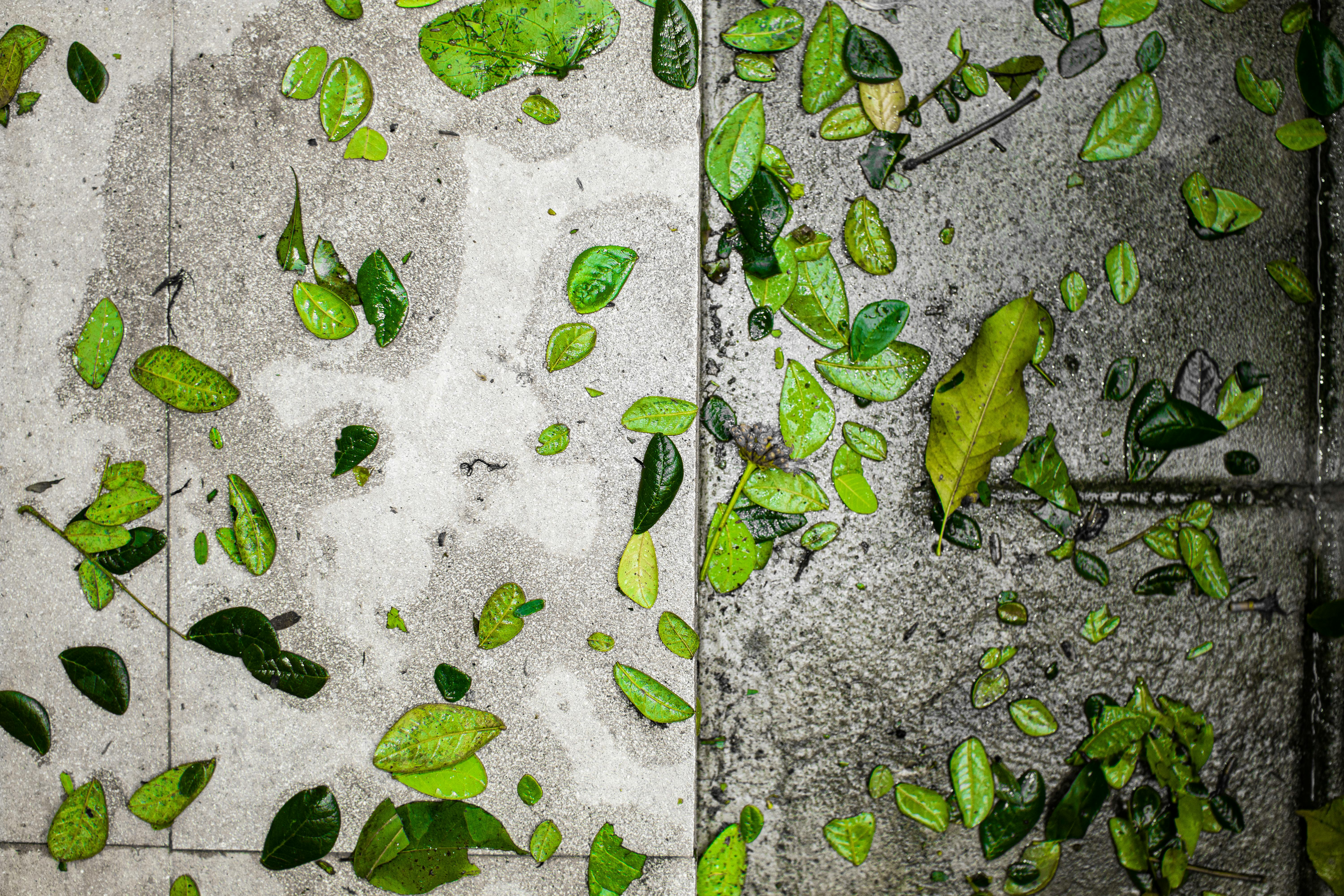 Green foliage on wet pavement in street · Free Stock Photo