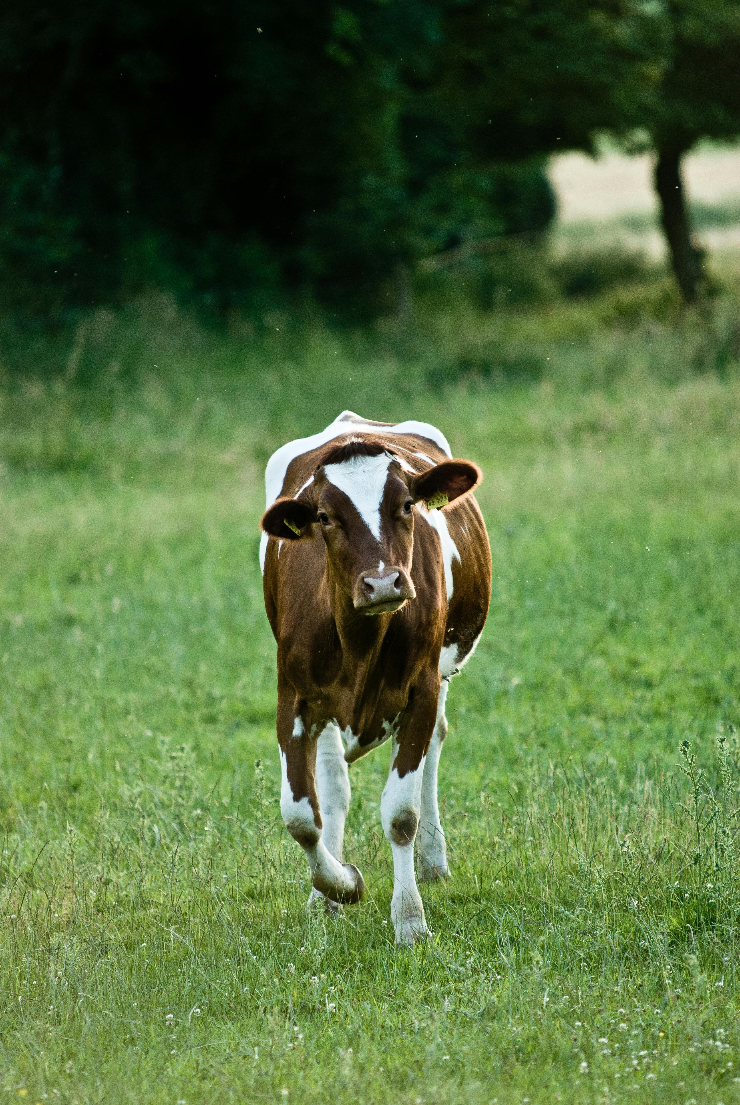 Free stock photo of cow, field