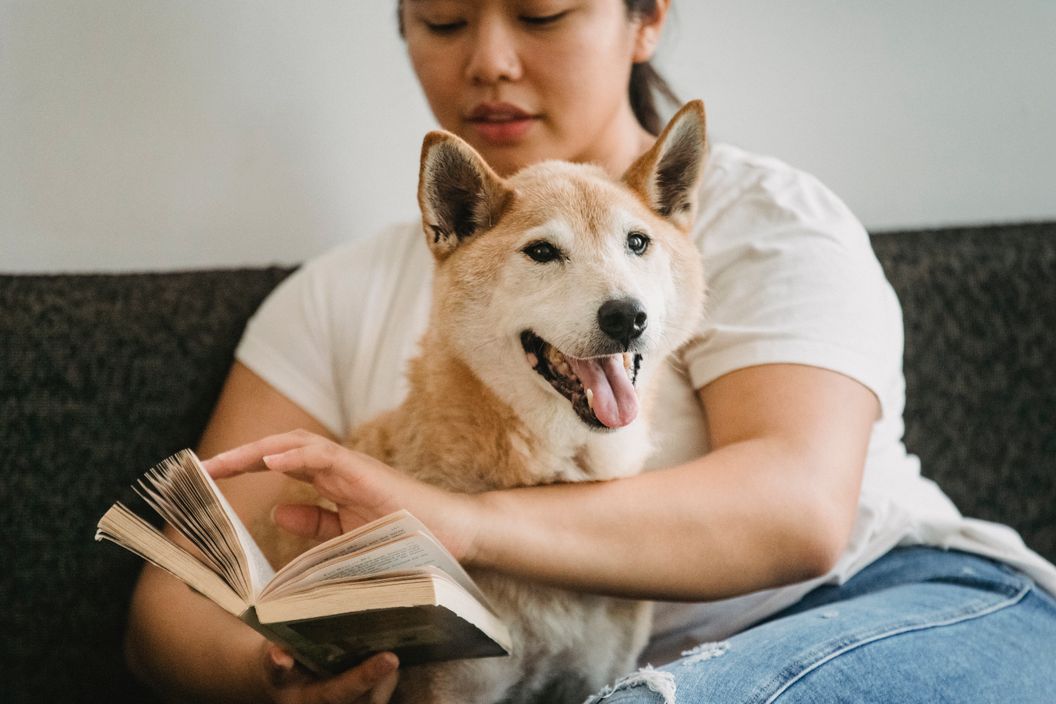 Shiba Inu Colors: Facts, Health Risks & Care Tips