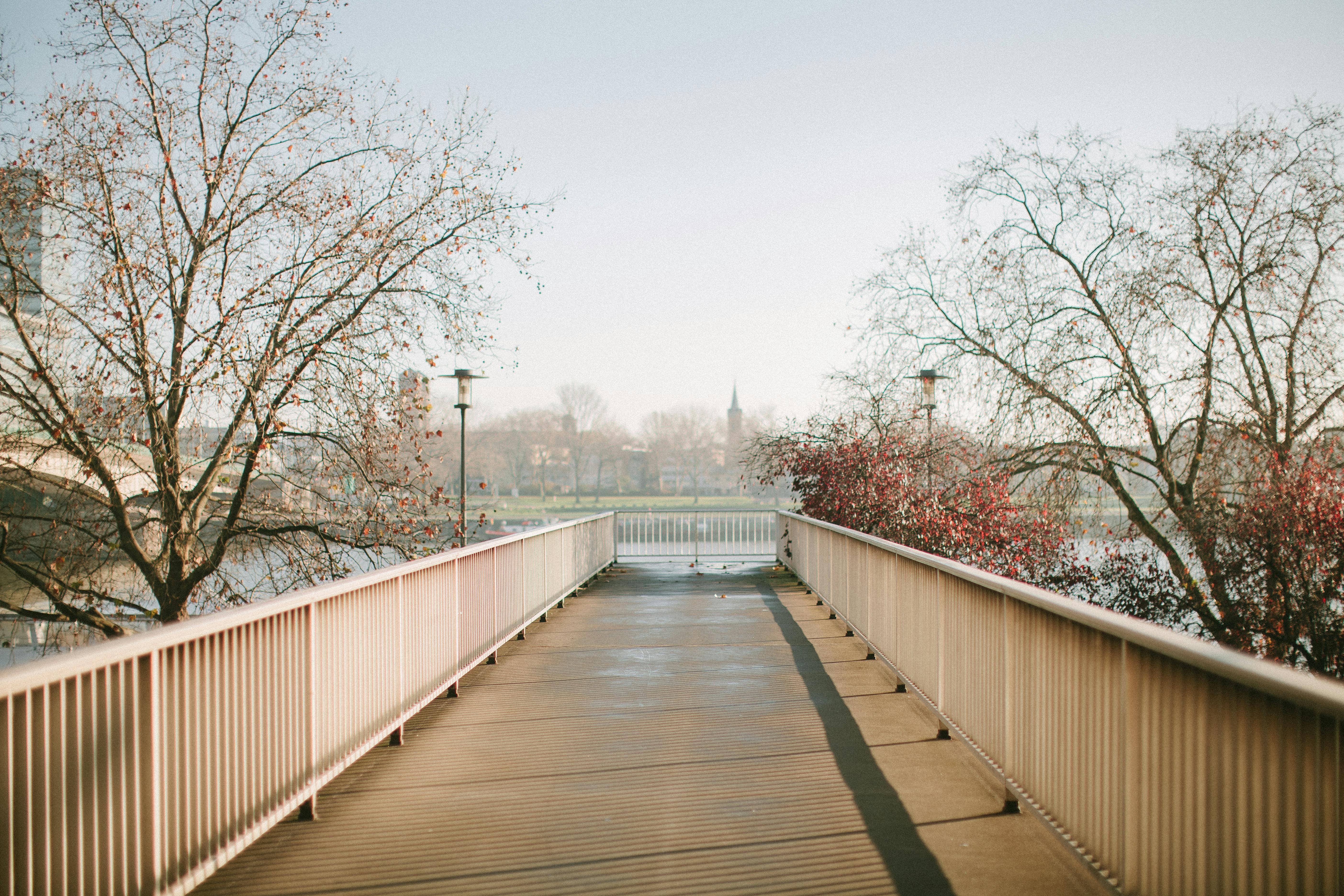 Photograph of a Bridge Between Trees · Free Stock Photo
