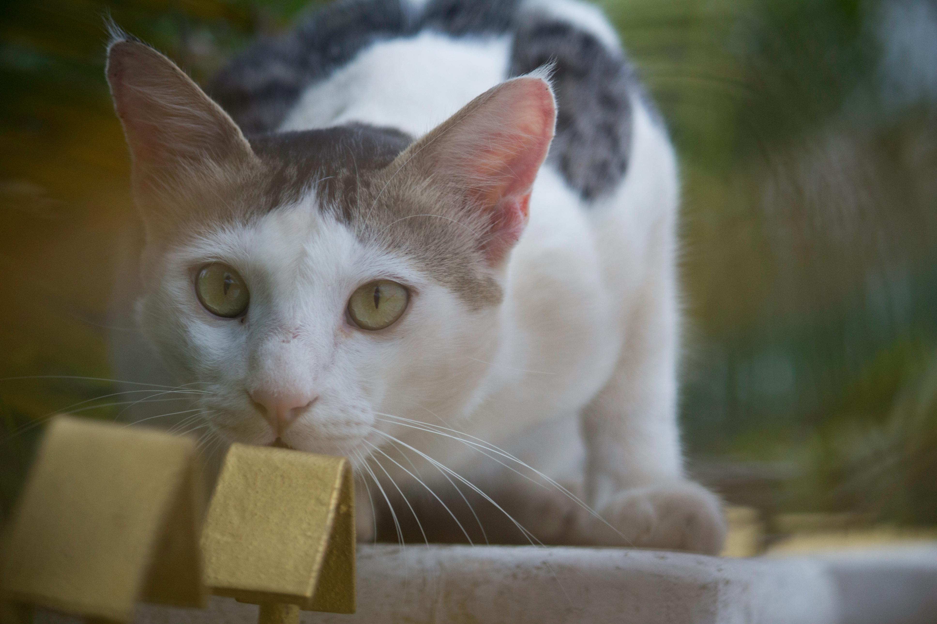 A Domestic Cat with White Whiskers in Close-Up Photography · Free Stock ...