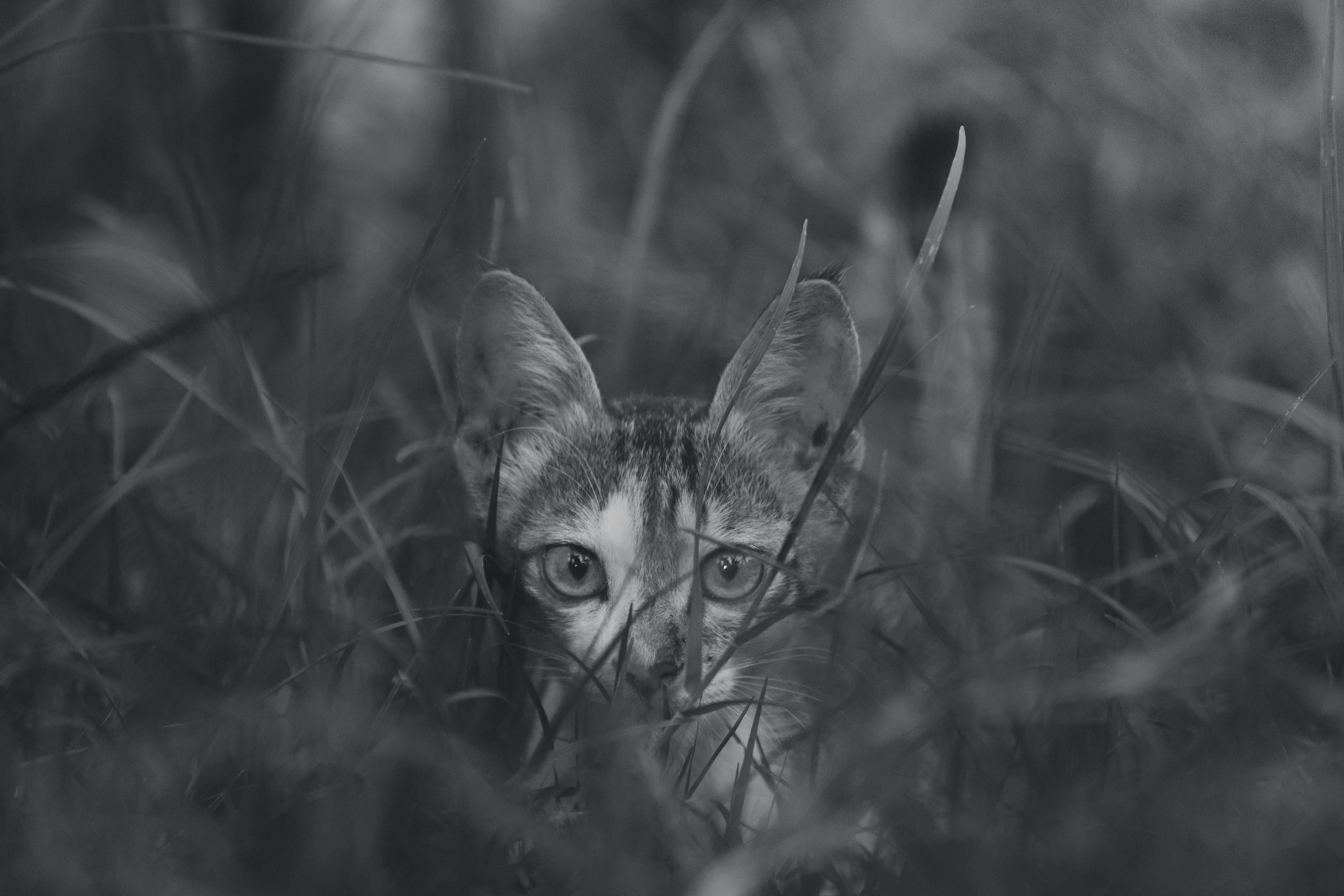 Grayscale Photo of Cat · Free Stock Photo