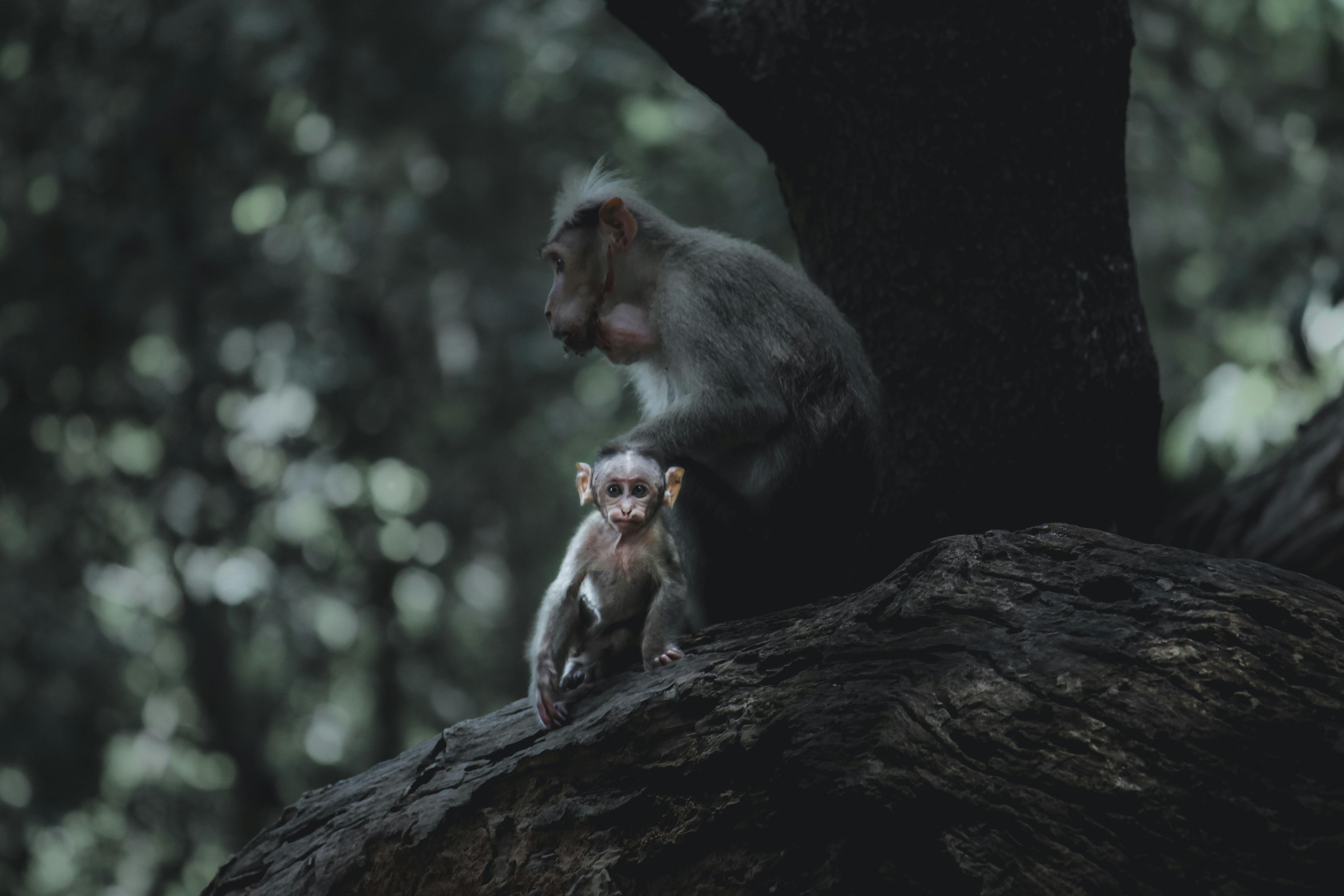 Photograph of Monkeys on a Tree · Free Stock Photo