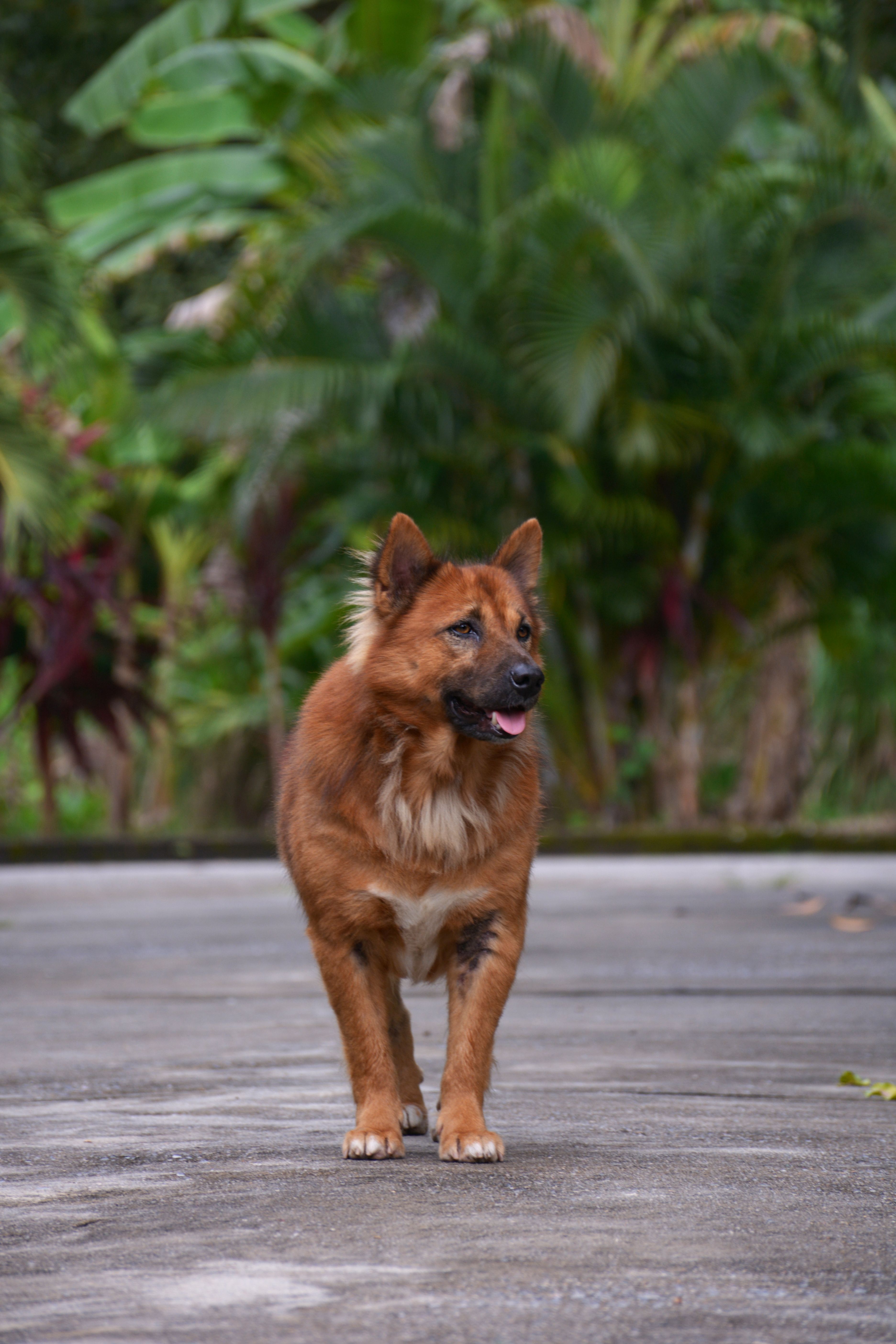 A Dog Standing Outside · Free Stock Photo