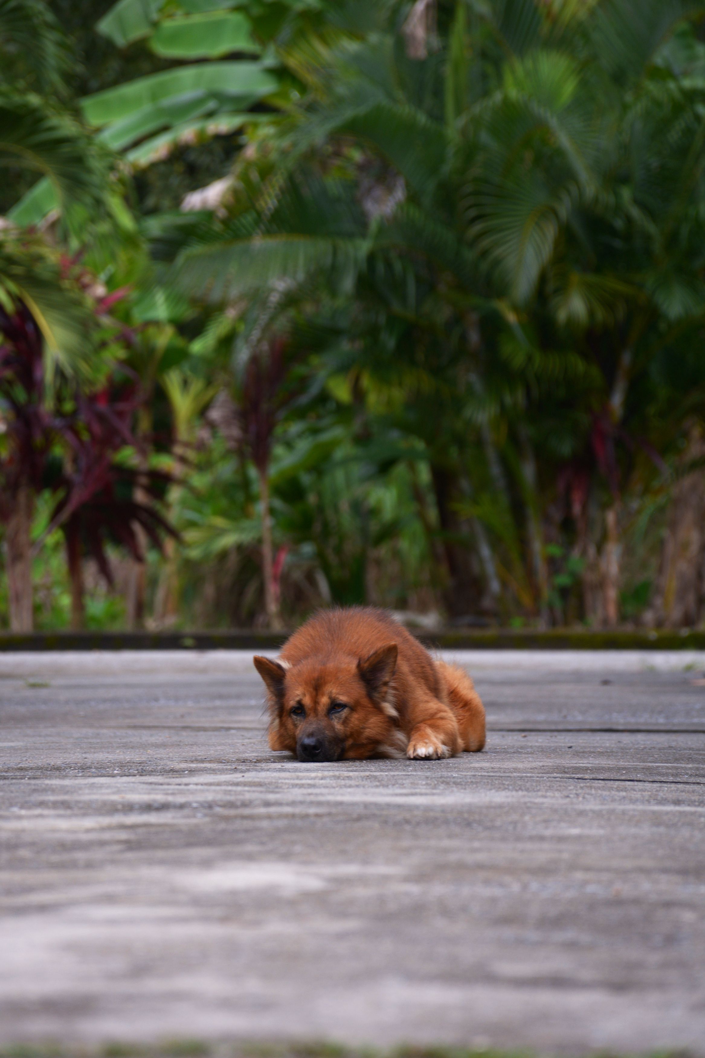 Dog Relaxing in the Garden · Free Stock Photo