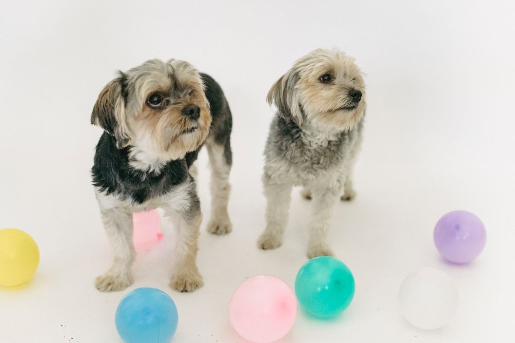 Feist Mix Dog: Traits, Care, and Daily Needs Explained
