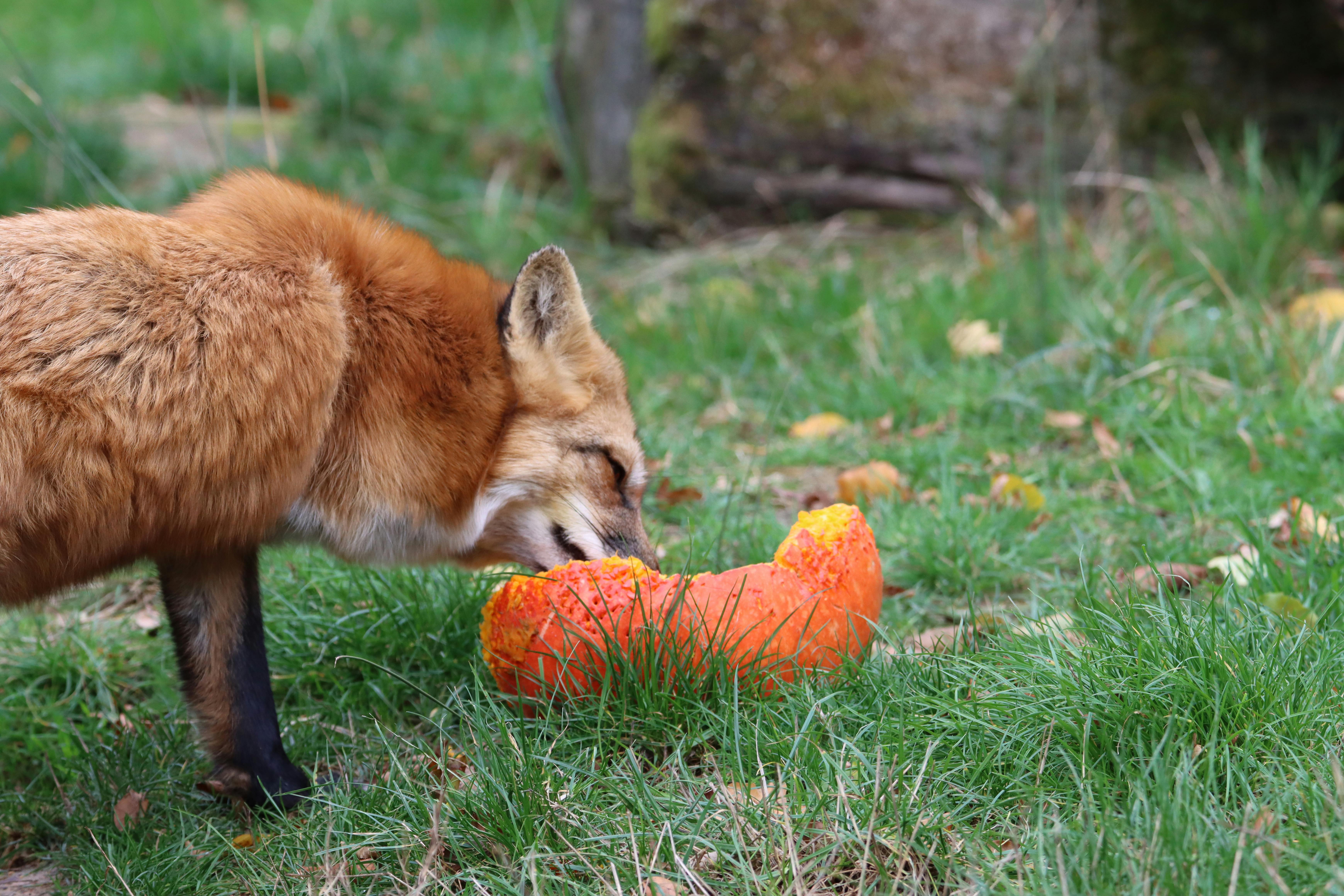 Red Fox Smelling His Prey · Free Stock Photo