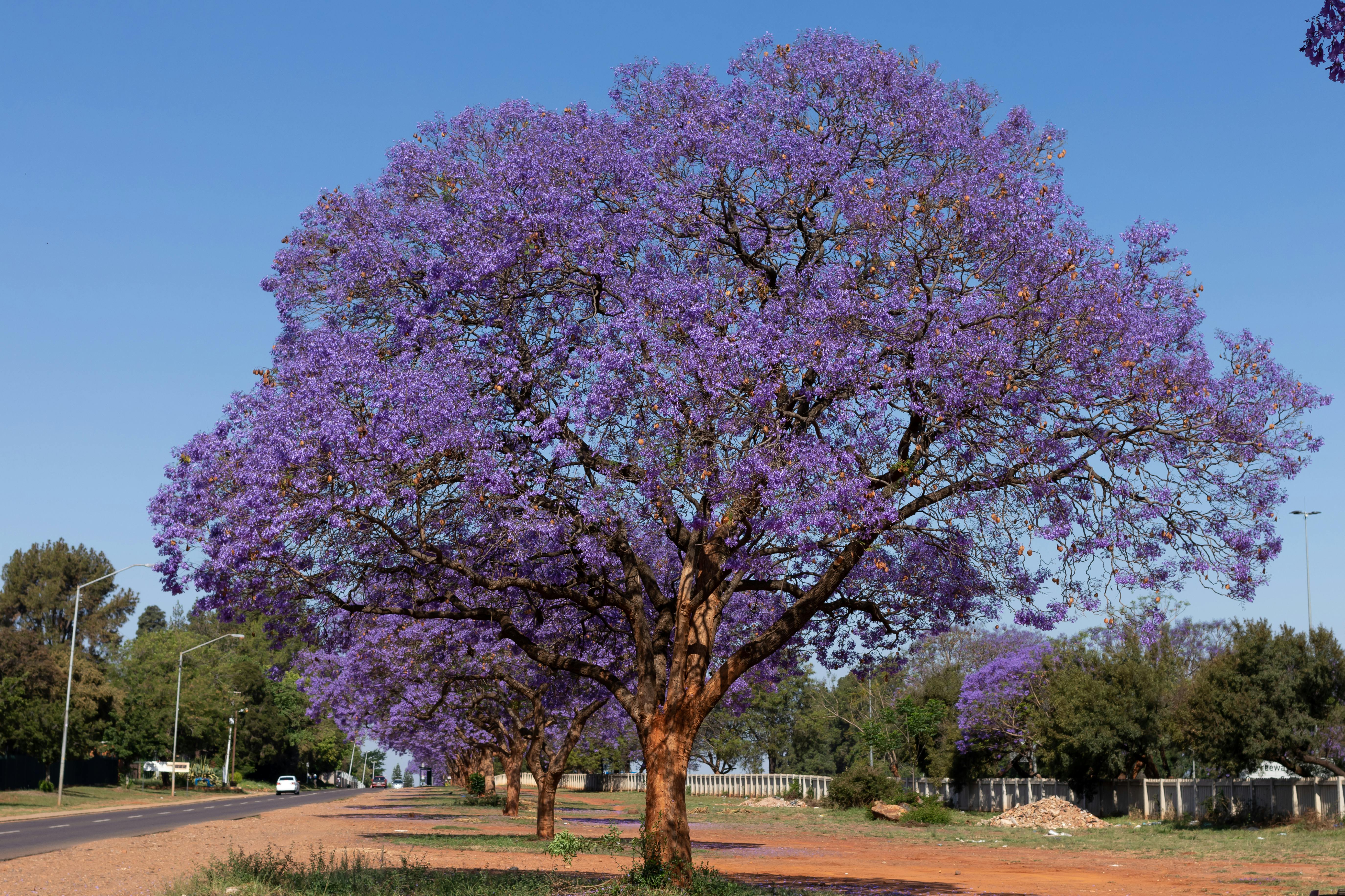 Photograph of a Tree with Purple Flowers · Free Stock Photo