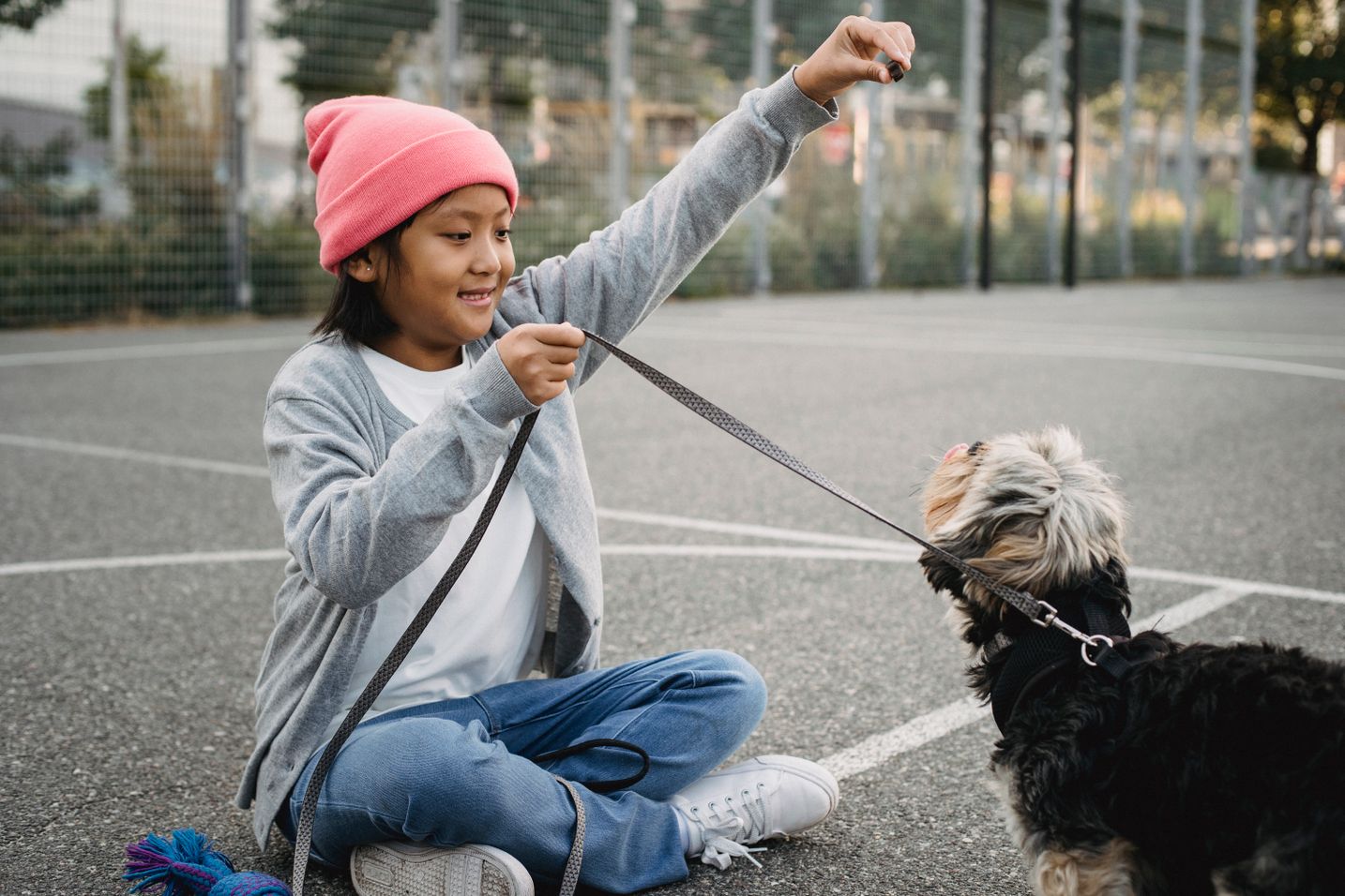 Stream Dog Training Shows for Better Canine Behavior