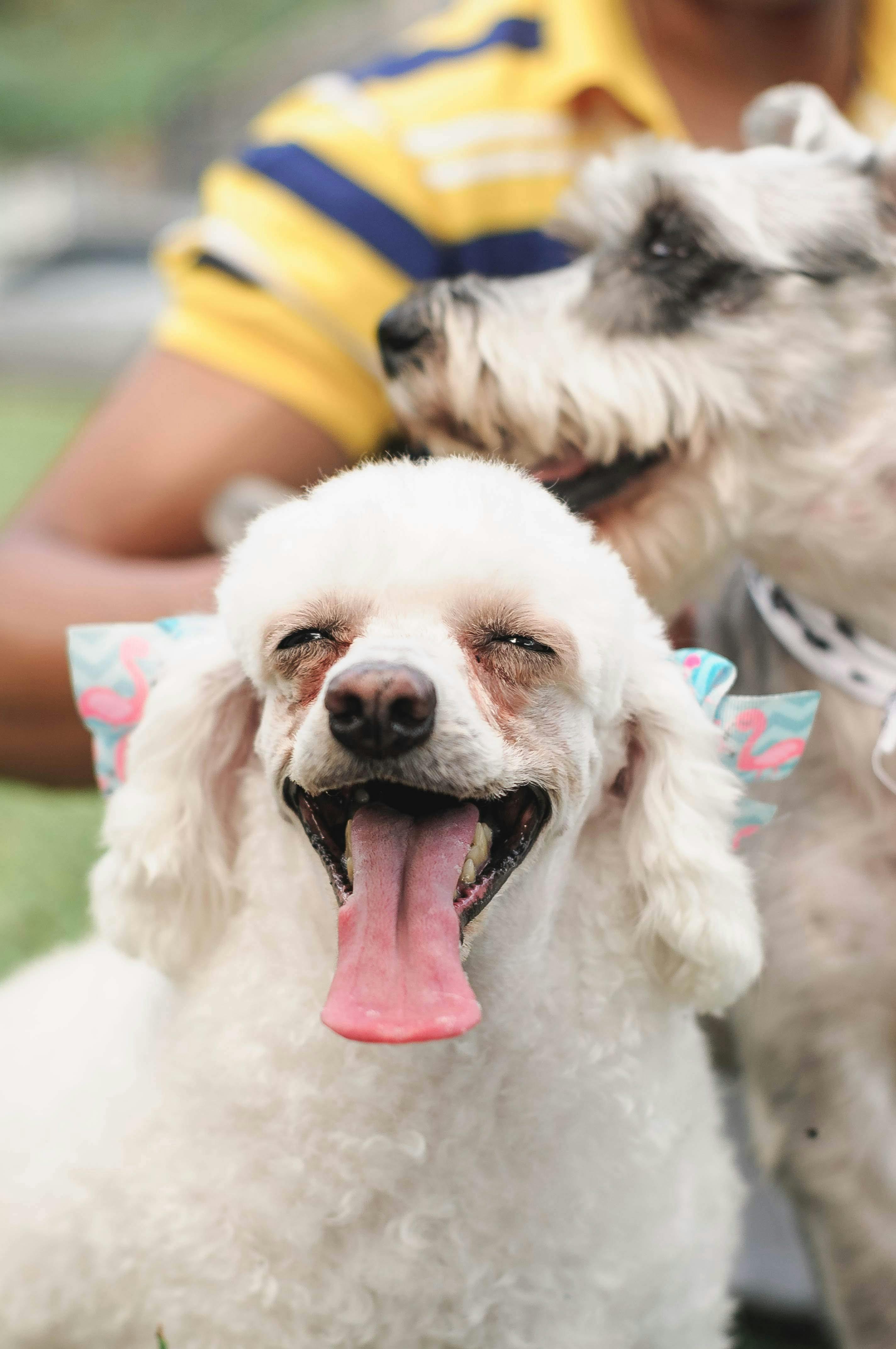 Happy Poodle Photos, Download Free Happy Poodle Stock Photos & HD Images