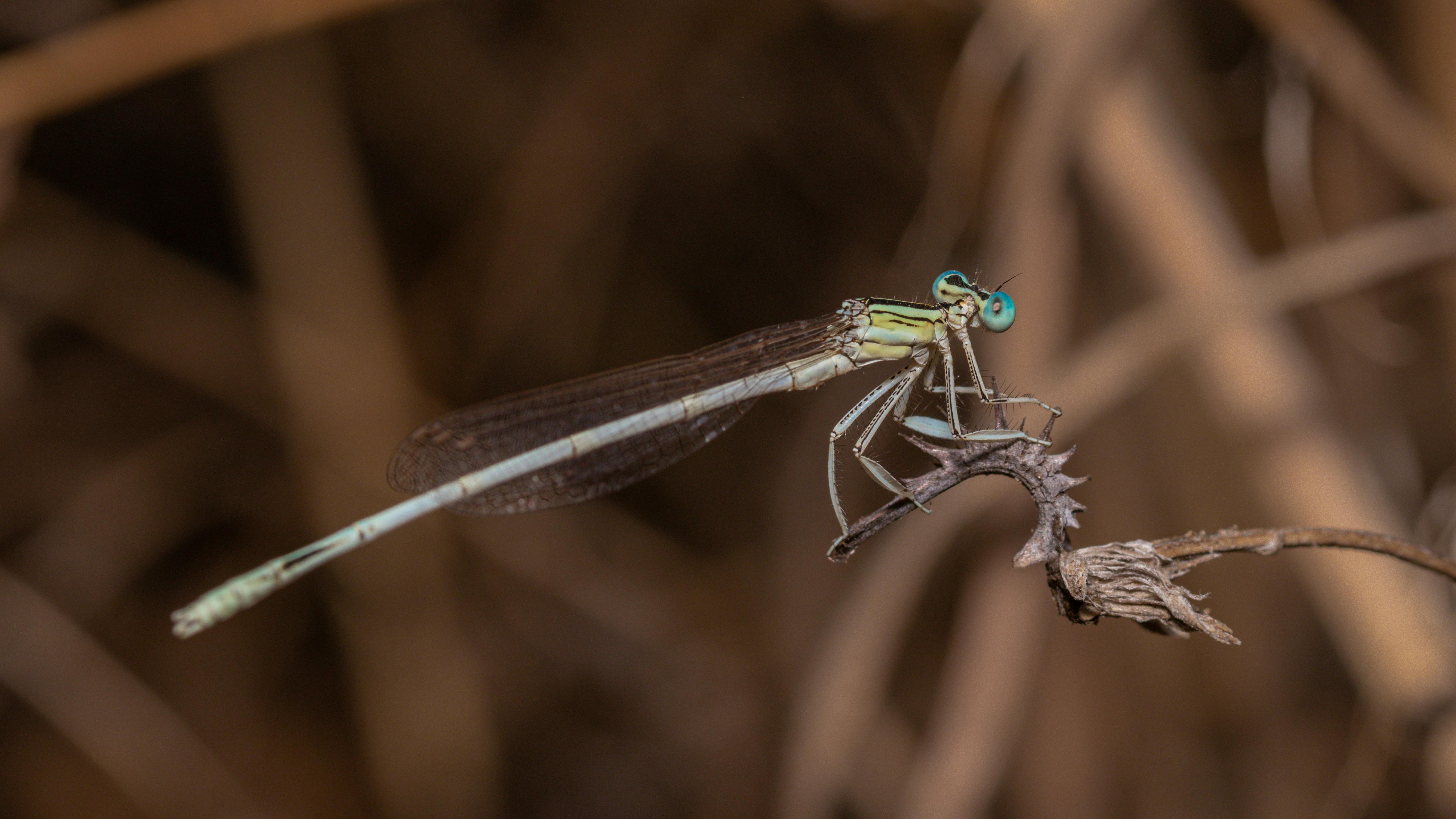 Foto de stock gratuita sobre chinche damisela del árbol, fotografía de ...