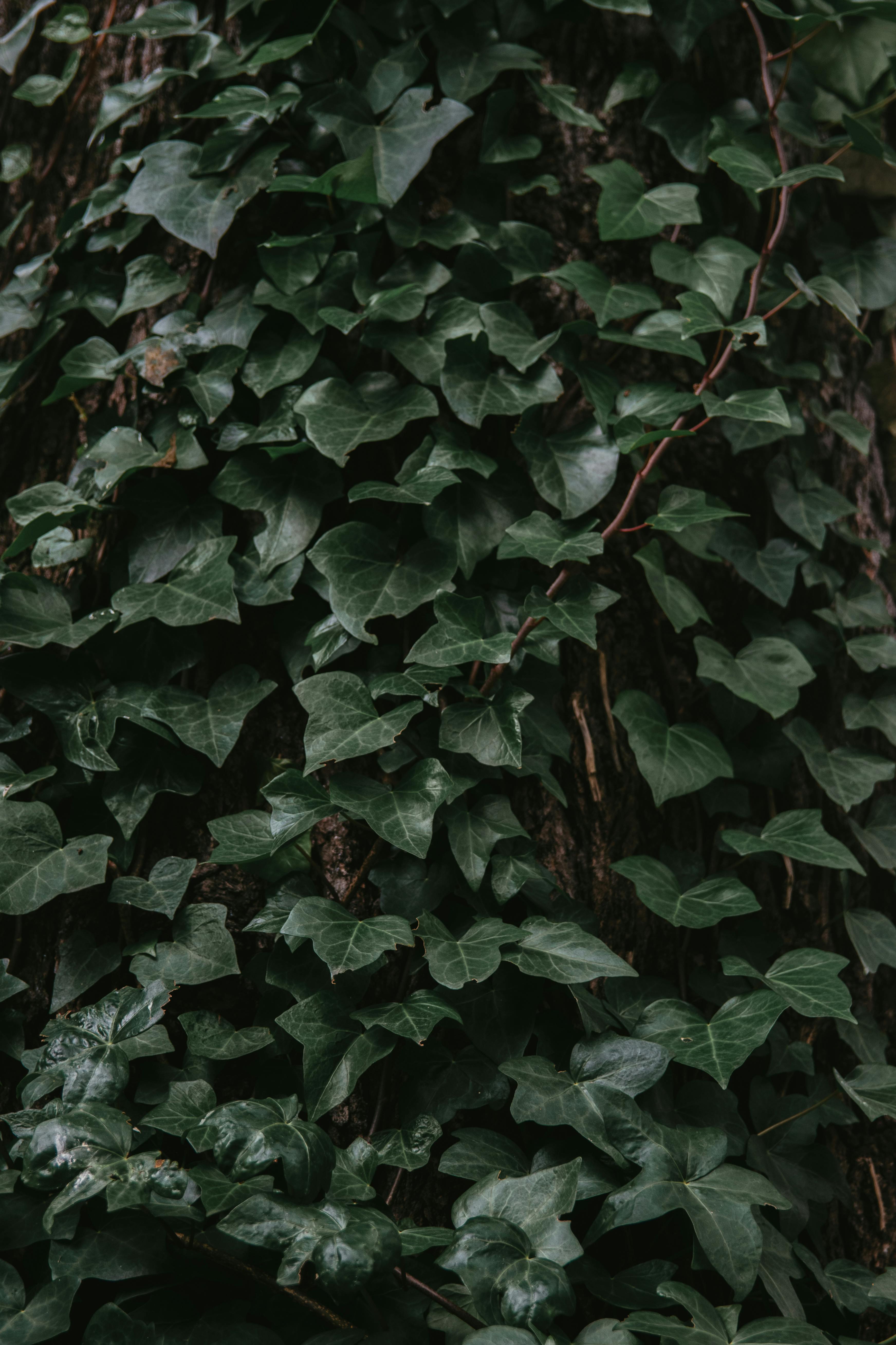 Green Clinging Ivy Plant · Free Stock Photo