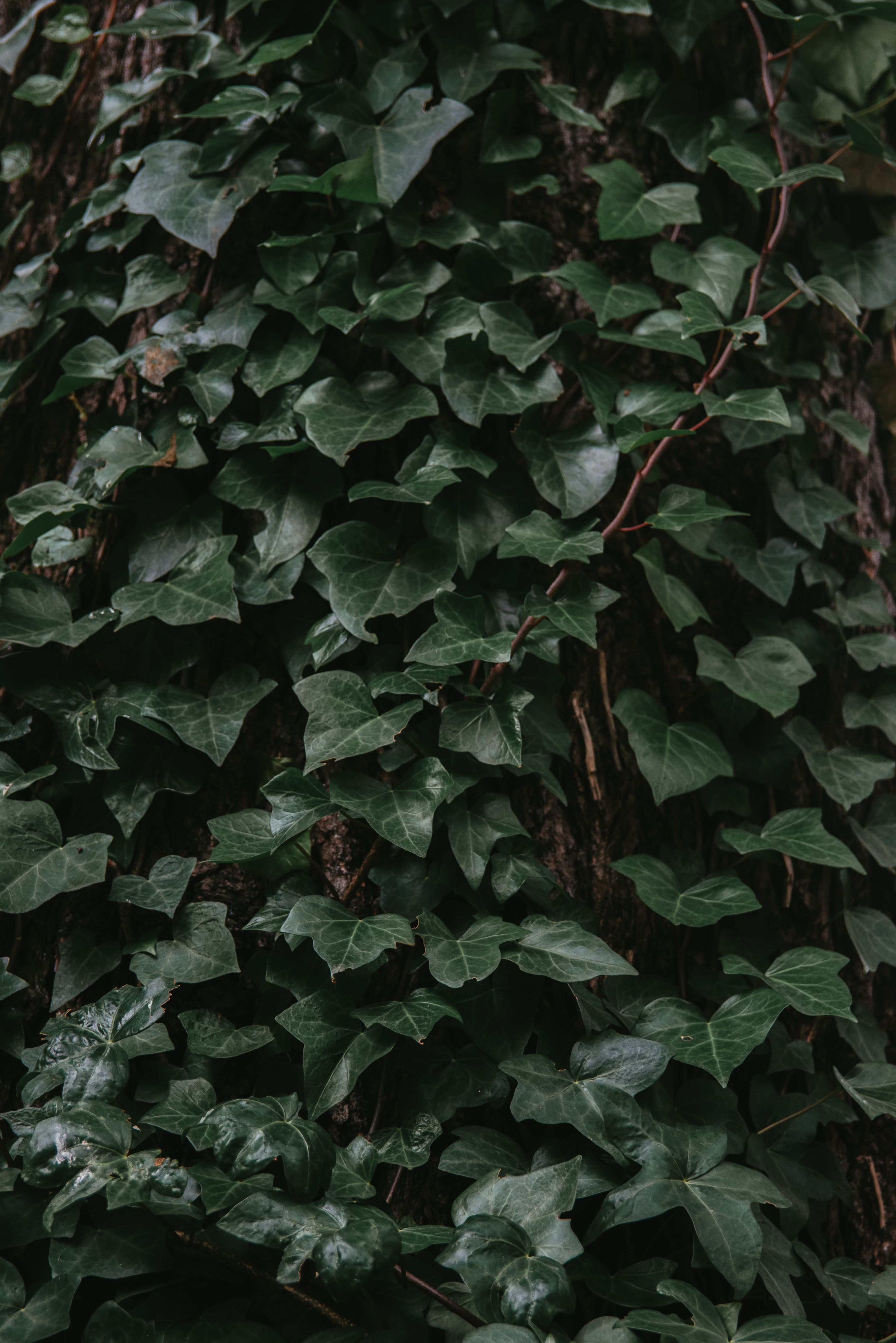 Close-up of Ivy Plant Growing on Brick Wall · Free Stock Photo