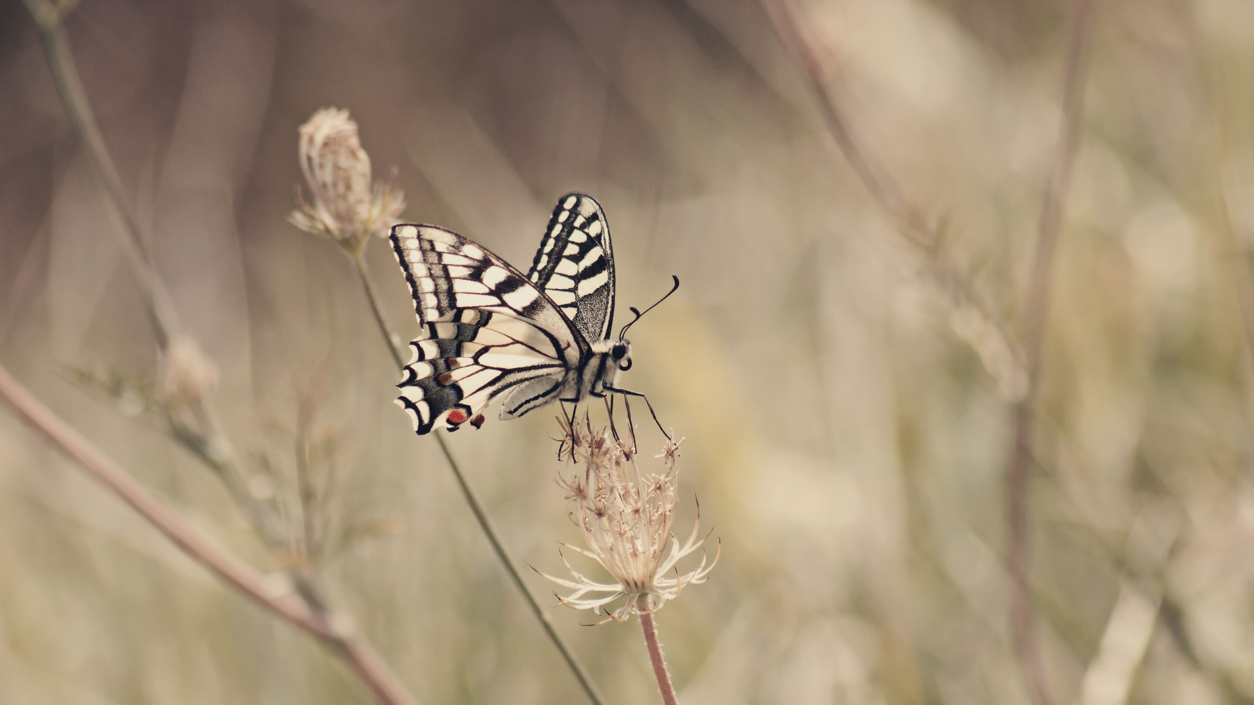 Butterfly Scenery Painting Photos, Download The BEST Free Butterfly ...