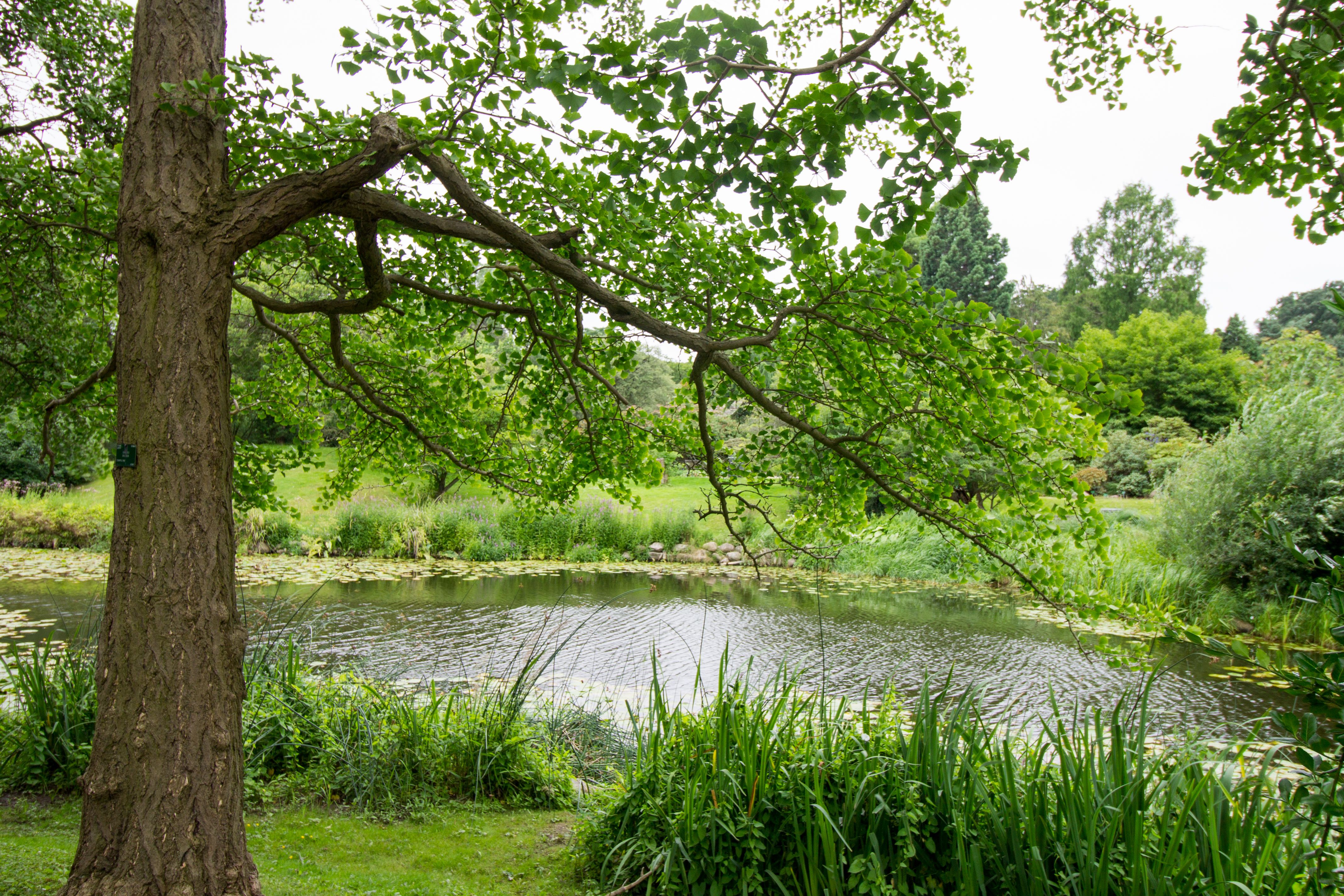 Základová fotografie na téma anglie, baldachýn, botanický, británie ...