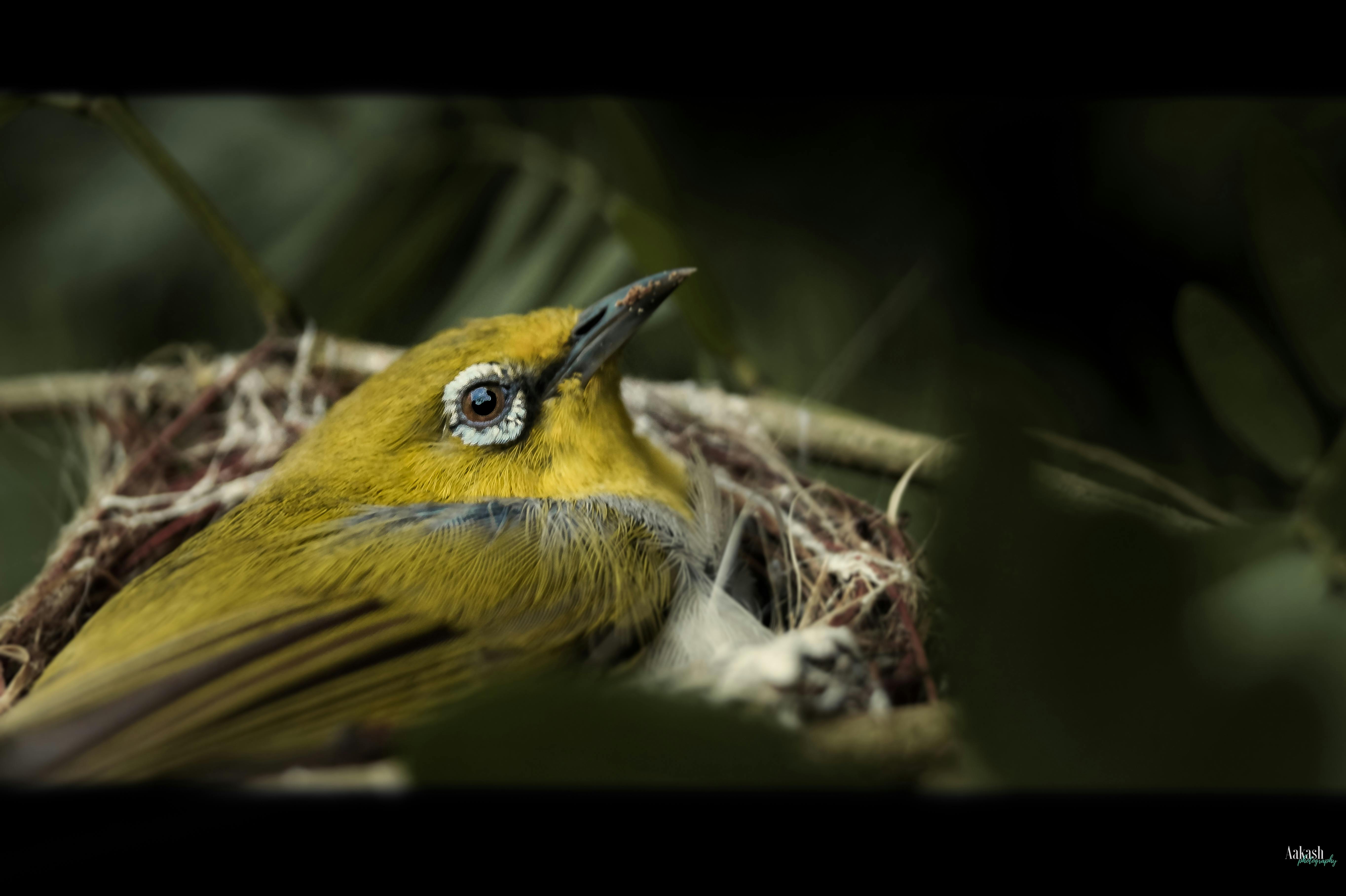 Free stock photo of baby, baked goods, bird