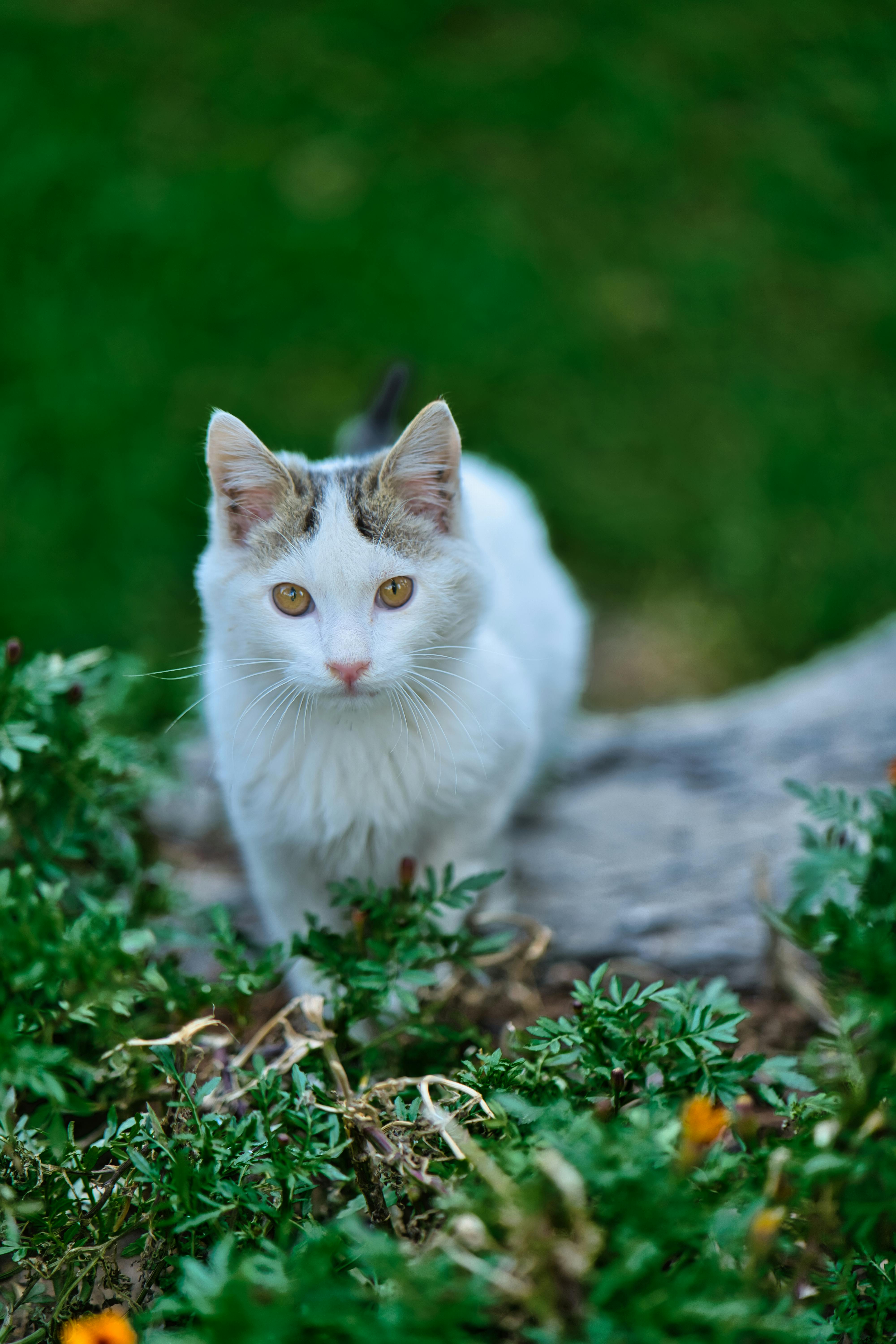 Cat With Green Background Photos, Download The BEST Free Cat With Green ...