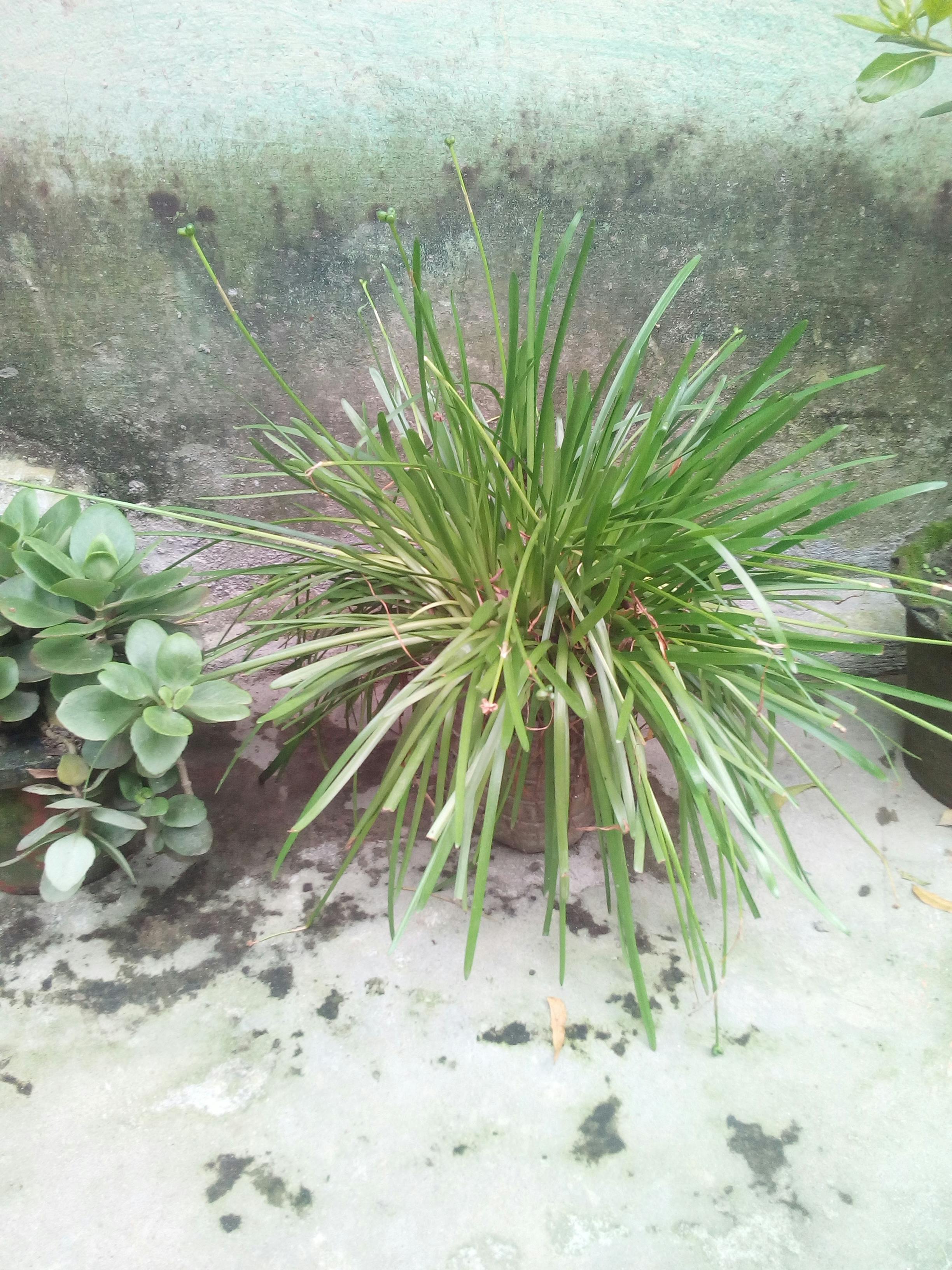 Free stock photo of Patabahar Bangladesh