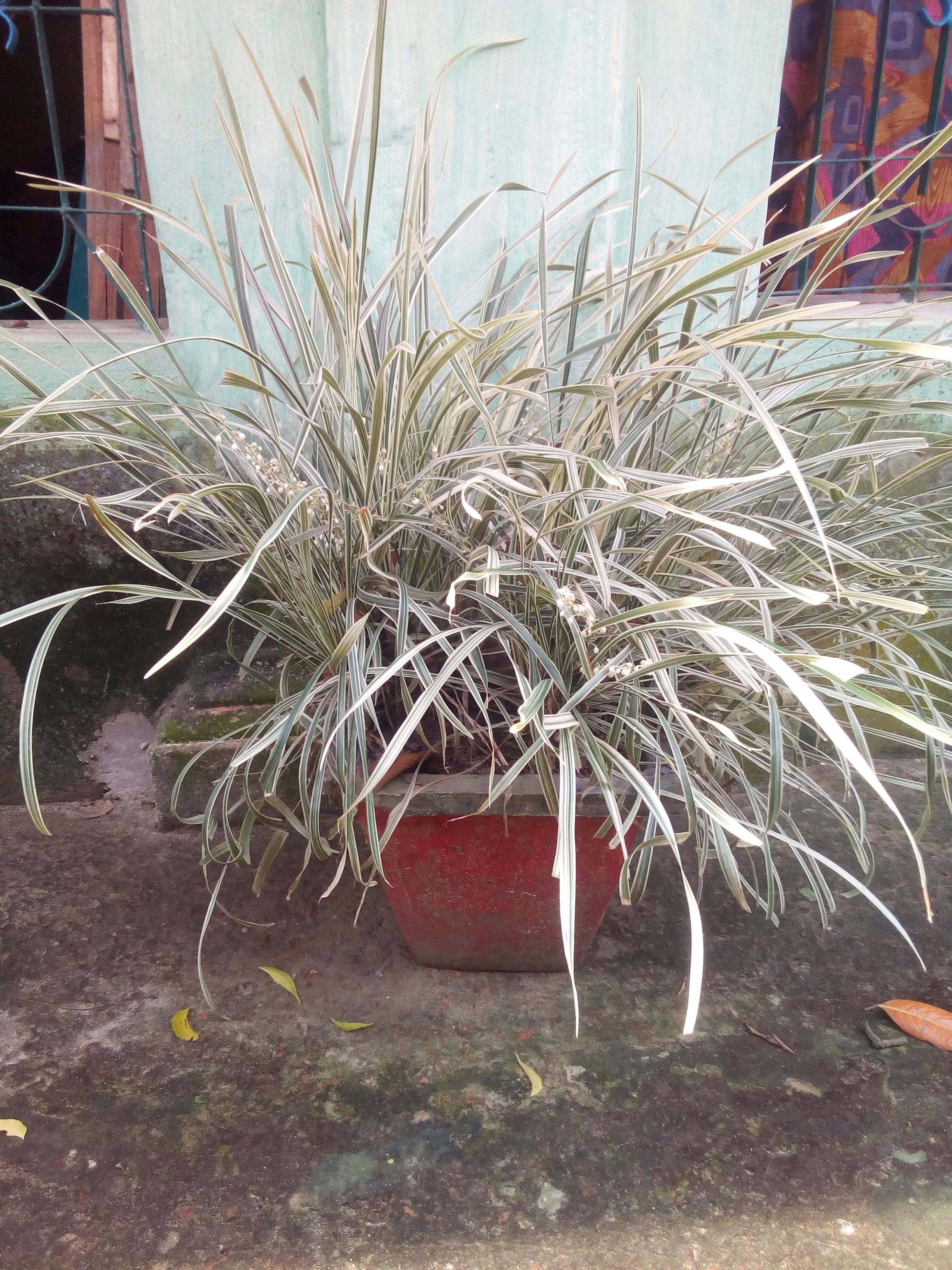 Free stock photo of patabahar