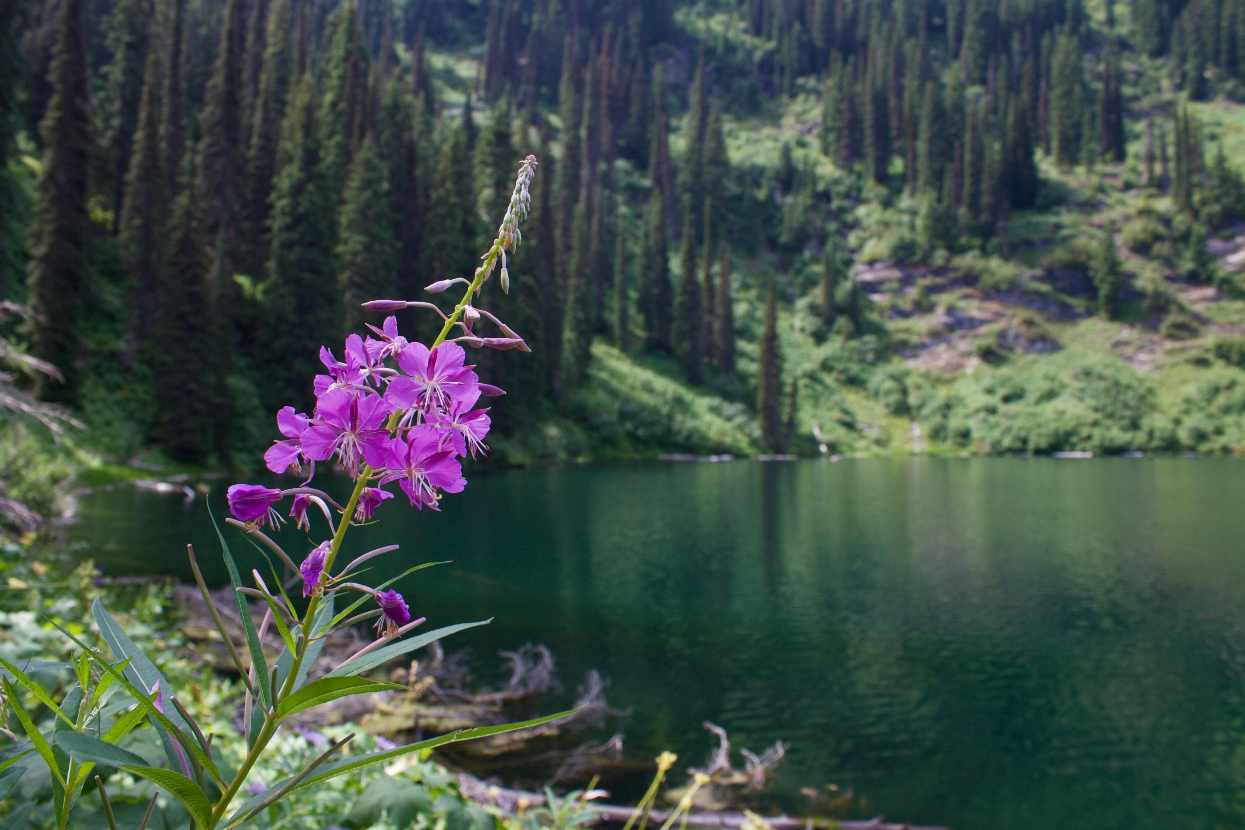 Purple Flower beside Mountain Lake · Free Stock Photo
