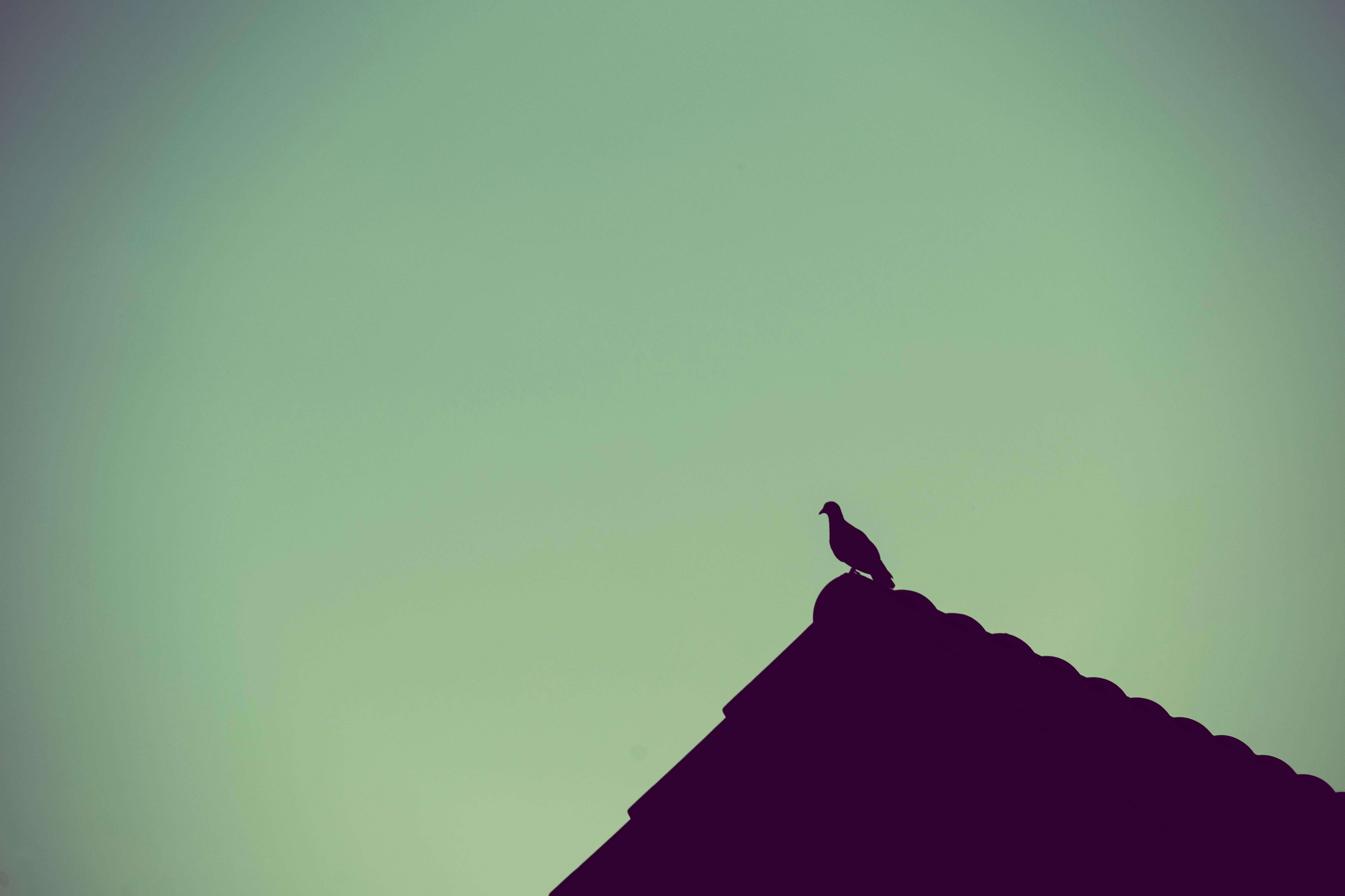 Free stock photo of dove, freedom, pigeon