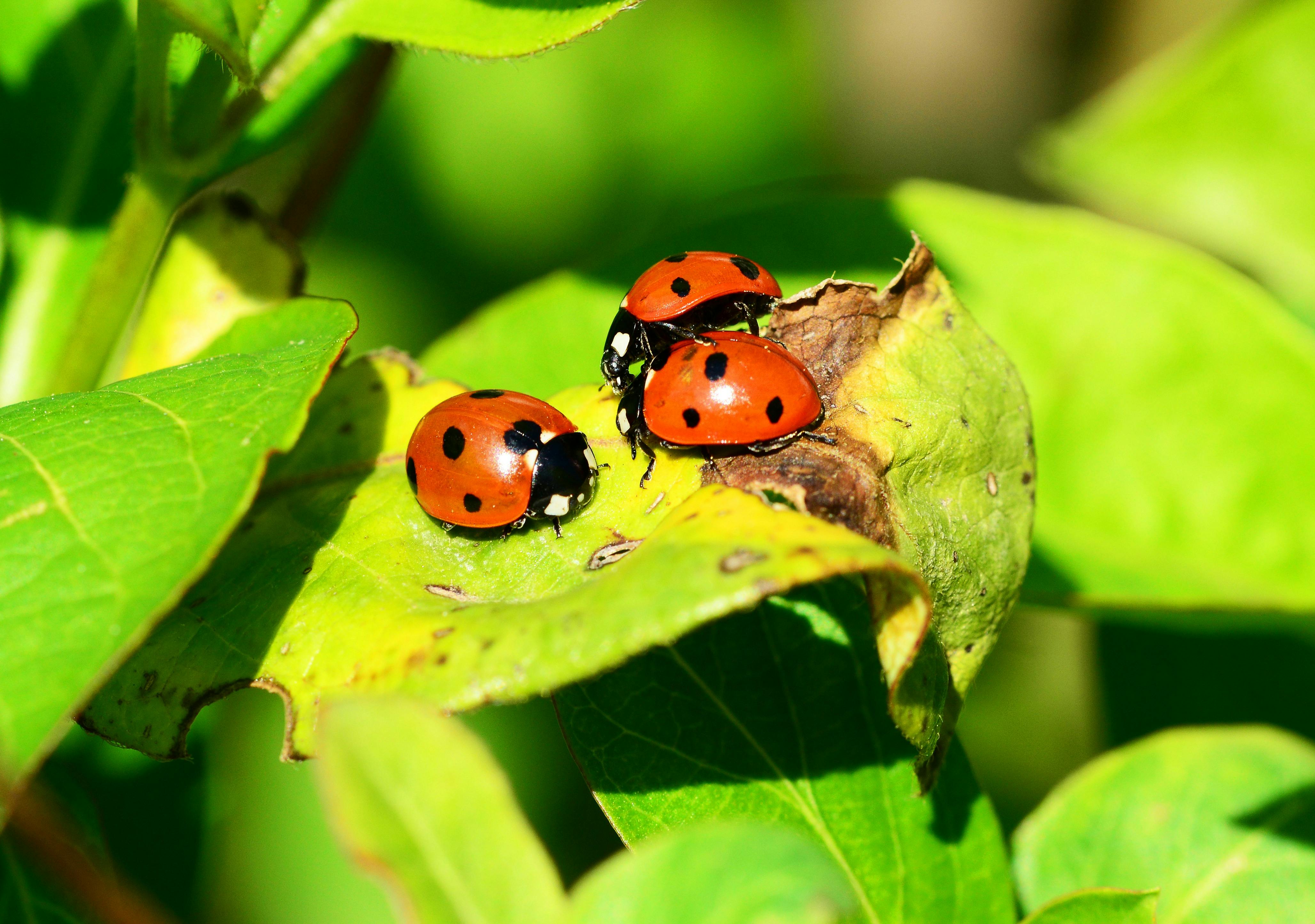 50+ Engaging Ladybirds Photos · Pexels · Free Stock Photos