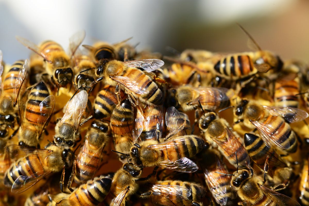 Queen Bee Photos, Download The BEST Free Queen Bee Stock Photos & HD Images