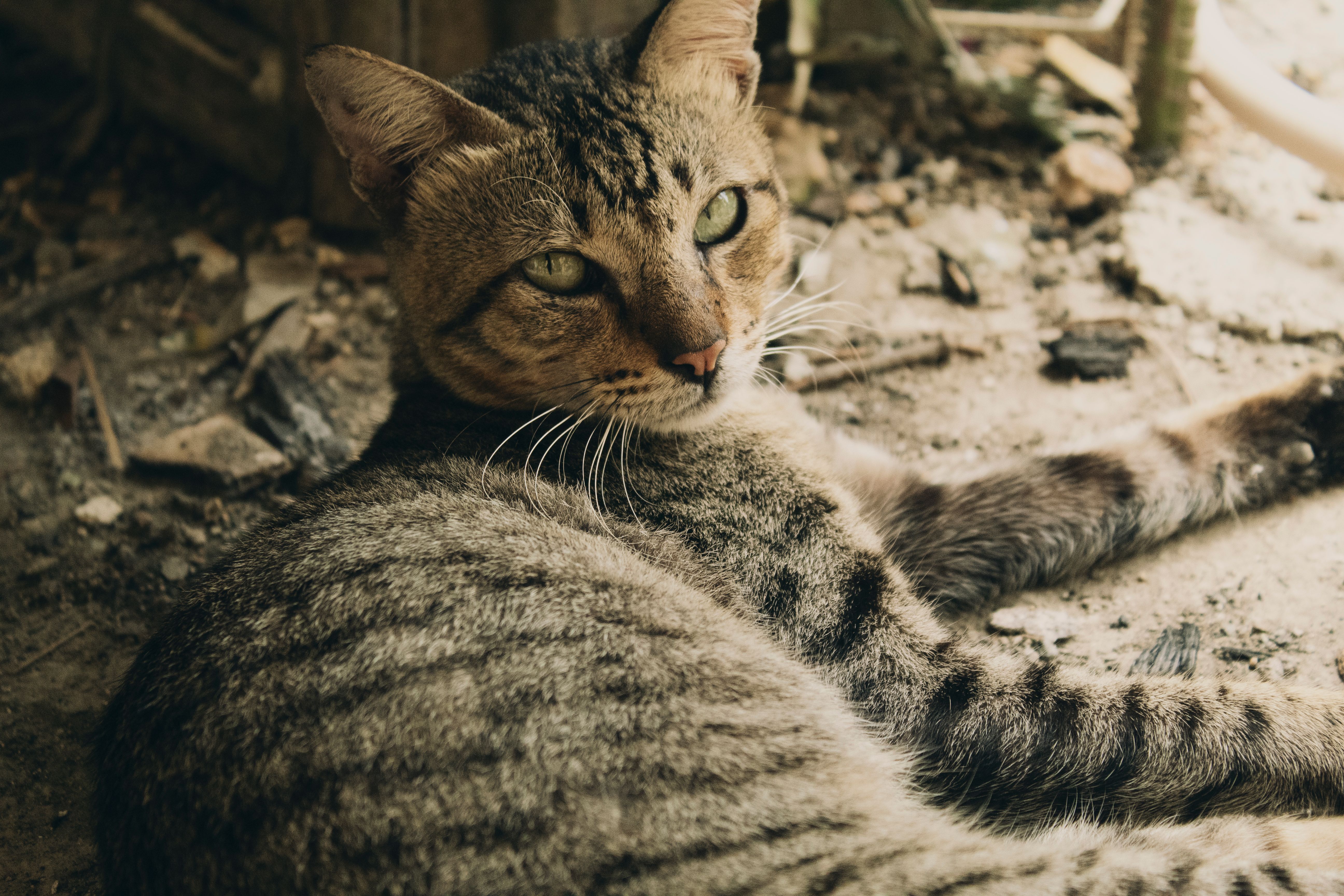 Gray Tabby Cat on Gray Sand · Free Stock Photo