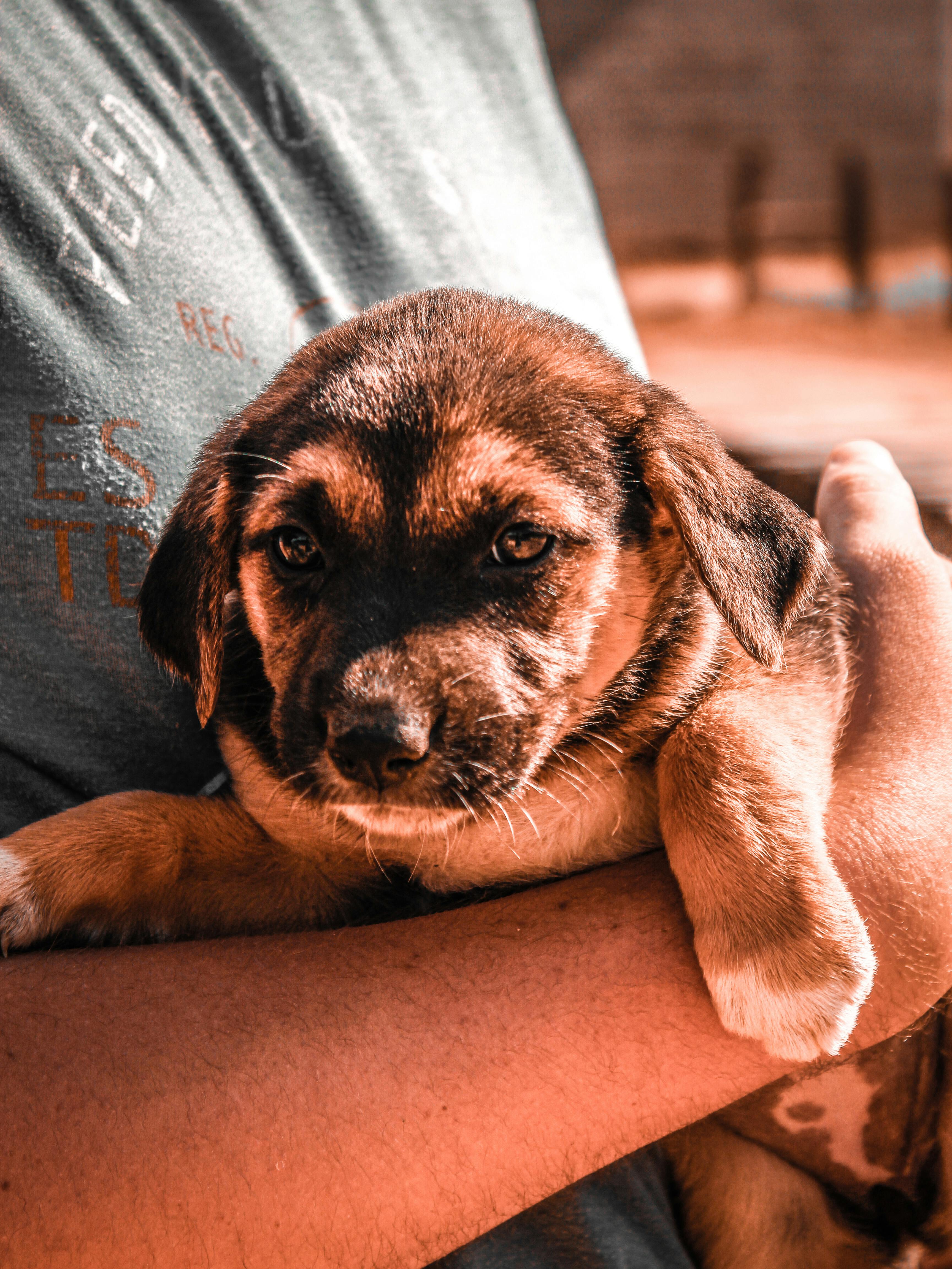 Photo of Cute Puppies Playing · Free Stock Photo