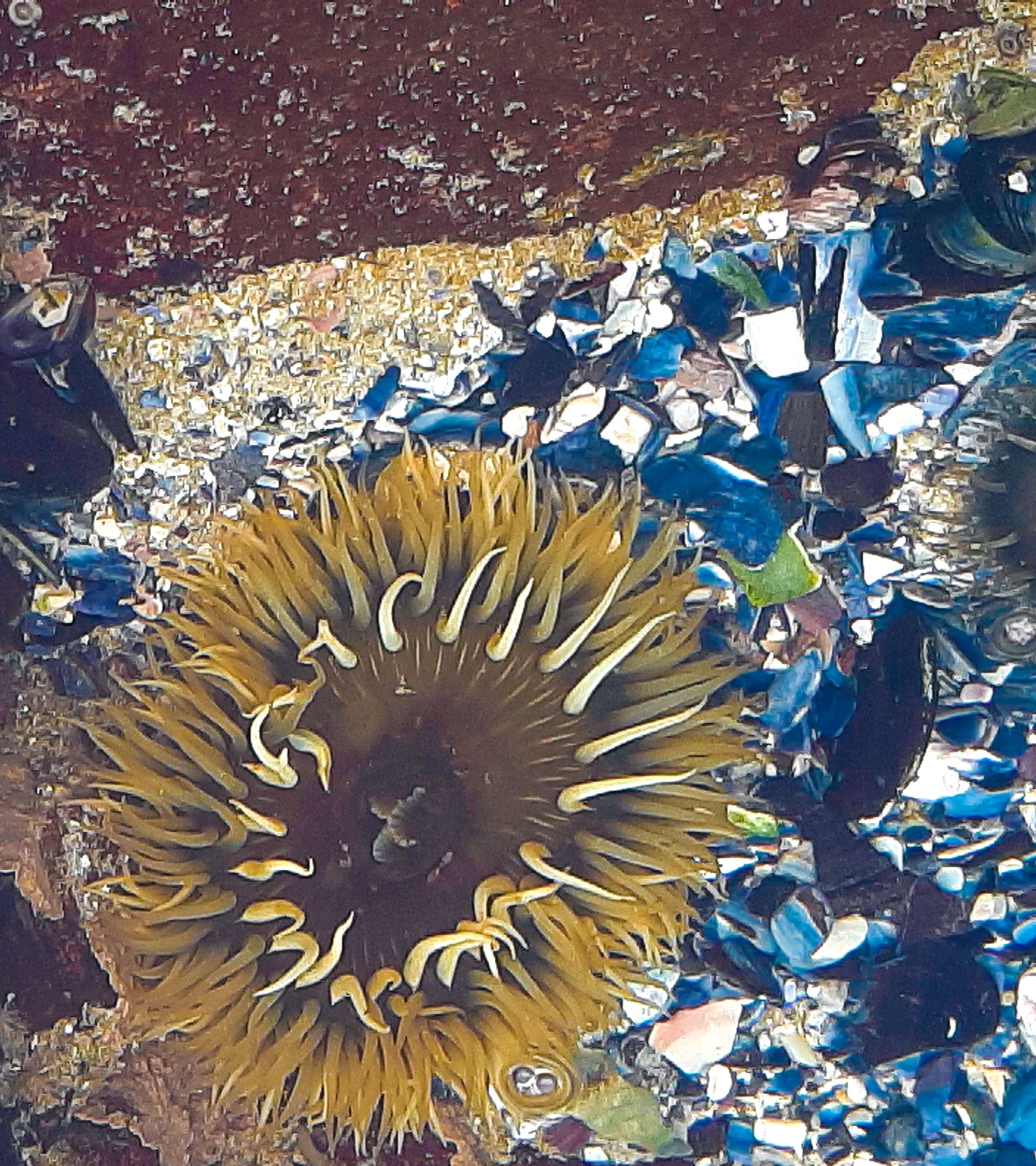 Sea life 20 Photos & Videos Collected by Mark Cloete
