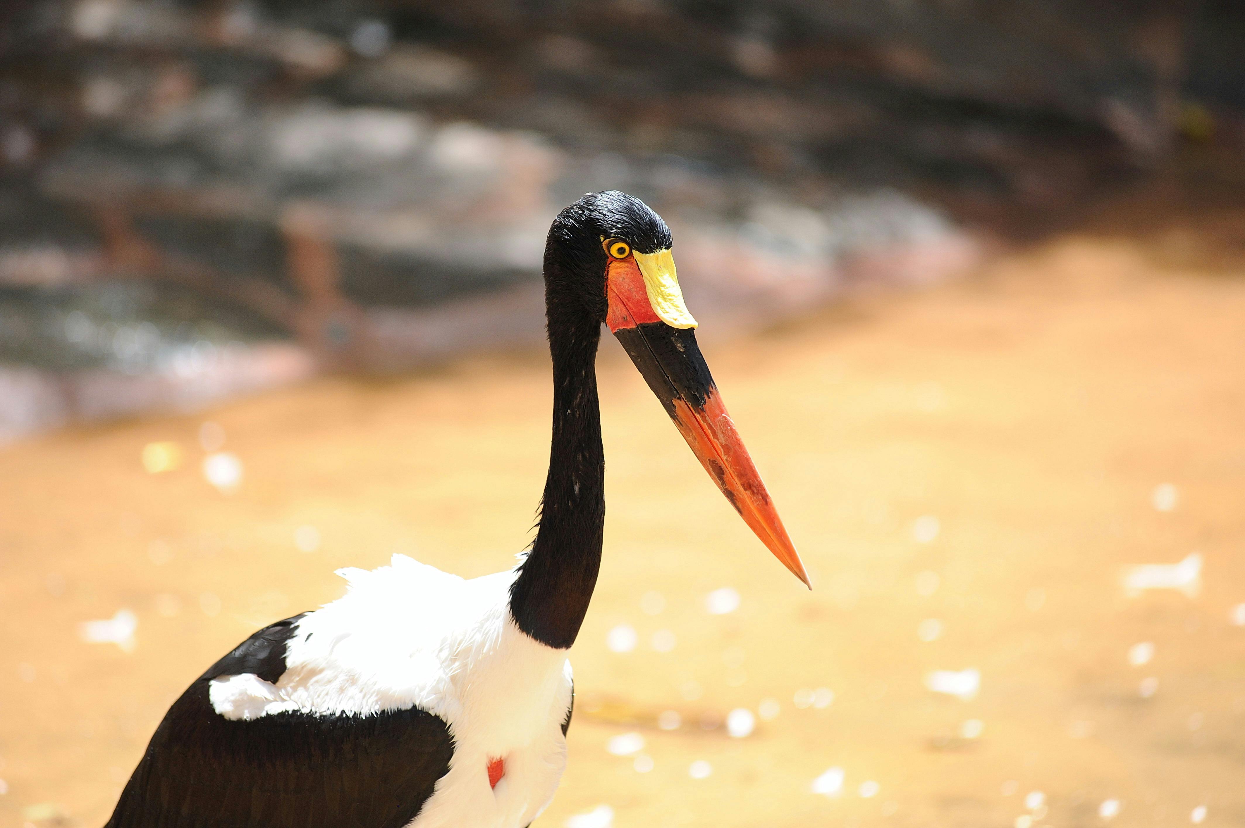 A Close-Up Shot of a Saddle-Billed Stork · Free Stock Photo