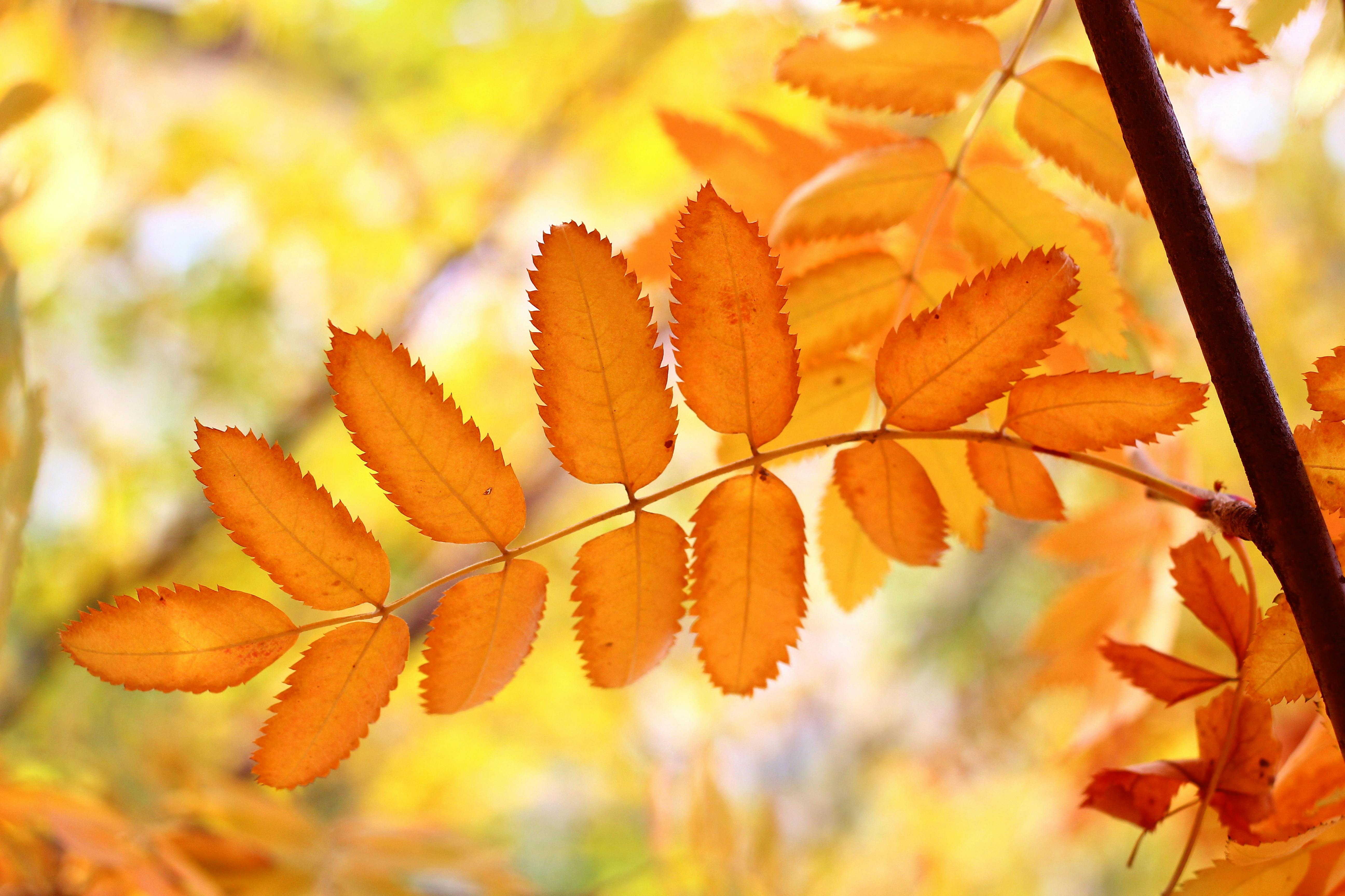Orange Leaves on Black Background · Free Stock Photo