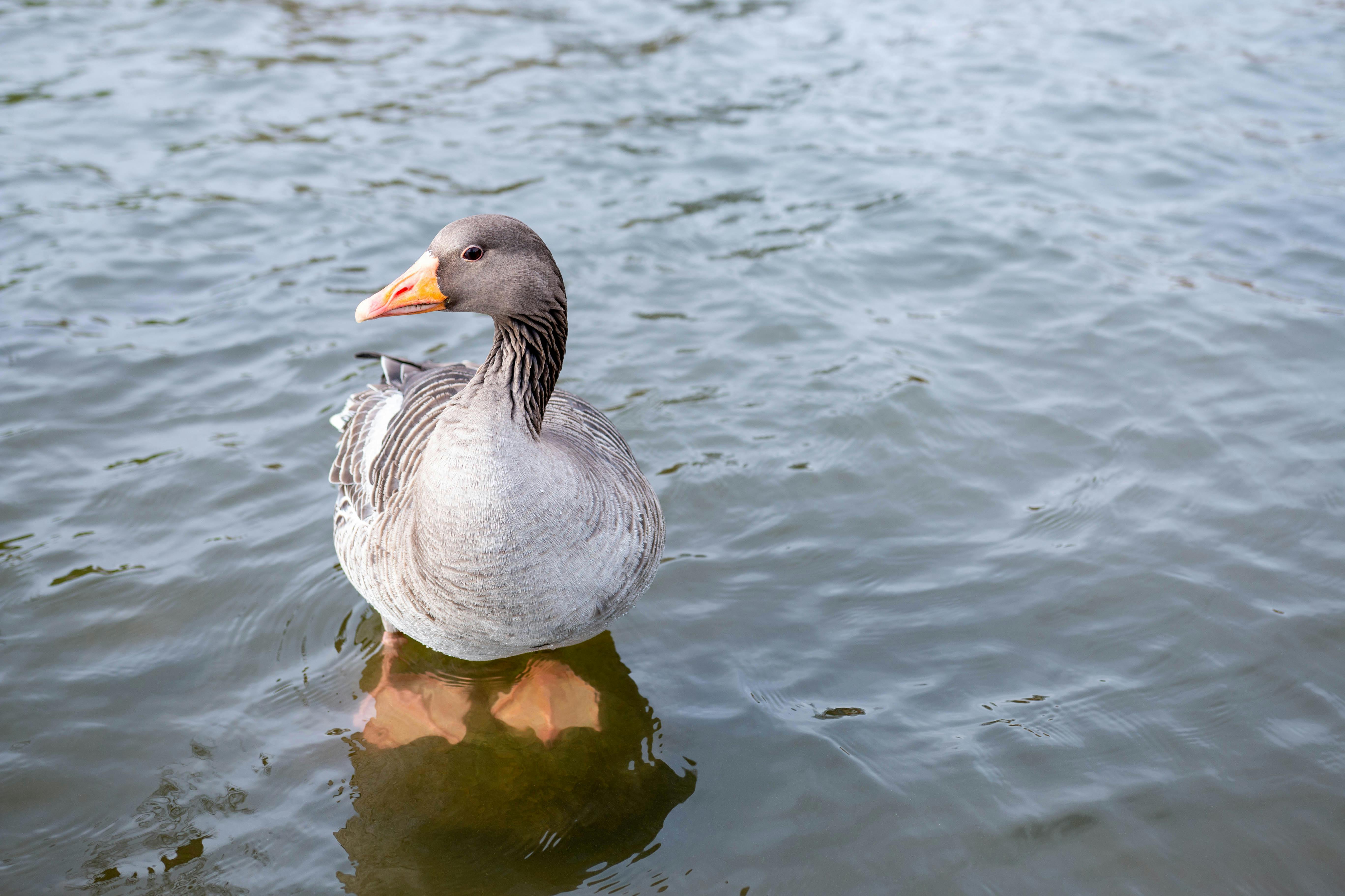 Flock of Geese on Body of Water · Free Stock Photo
