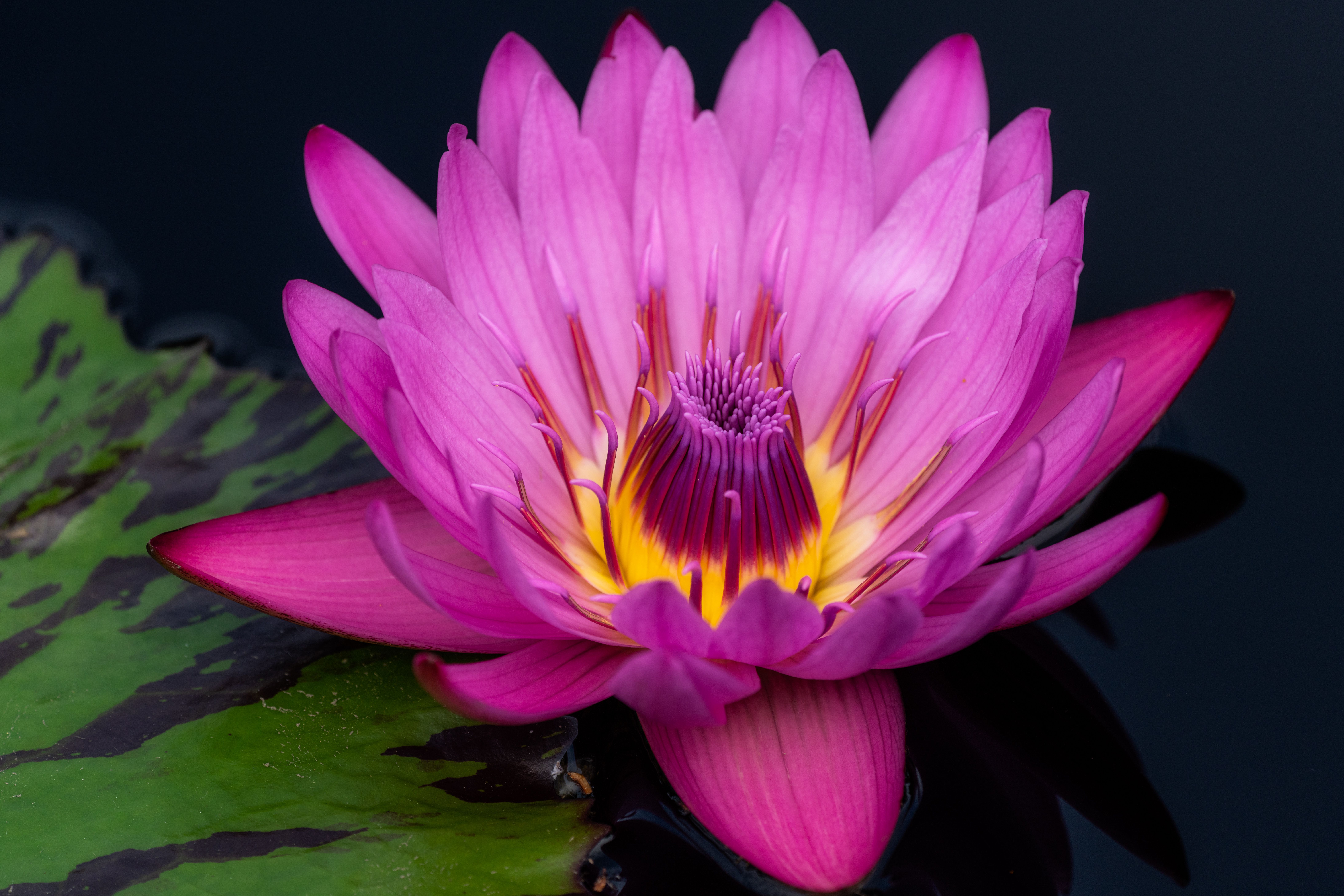 Exotic violet lotus flower swimming along reflective lake surface ...