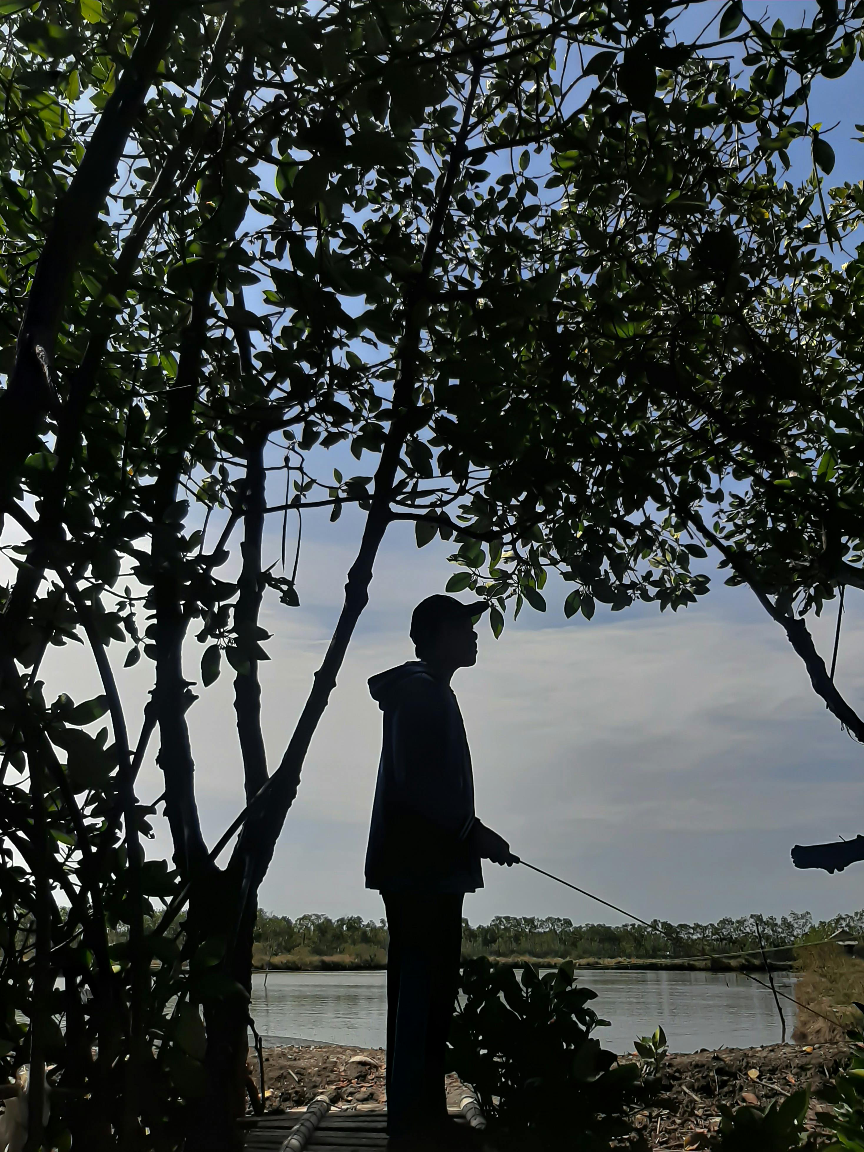 A Silhouette of a Man Standing Near the Trees · Free Stock Photo
