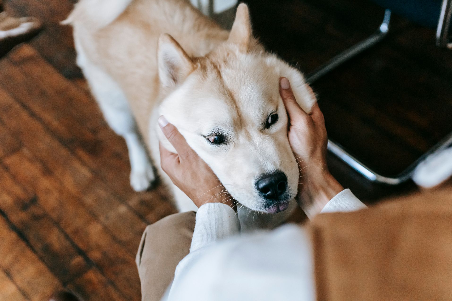 Understanding Intact Male Dogs in Modern Family Settings